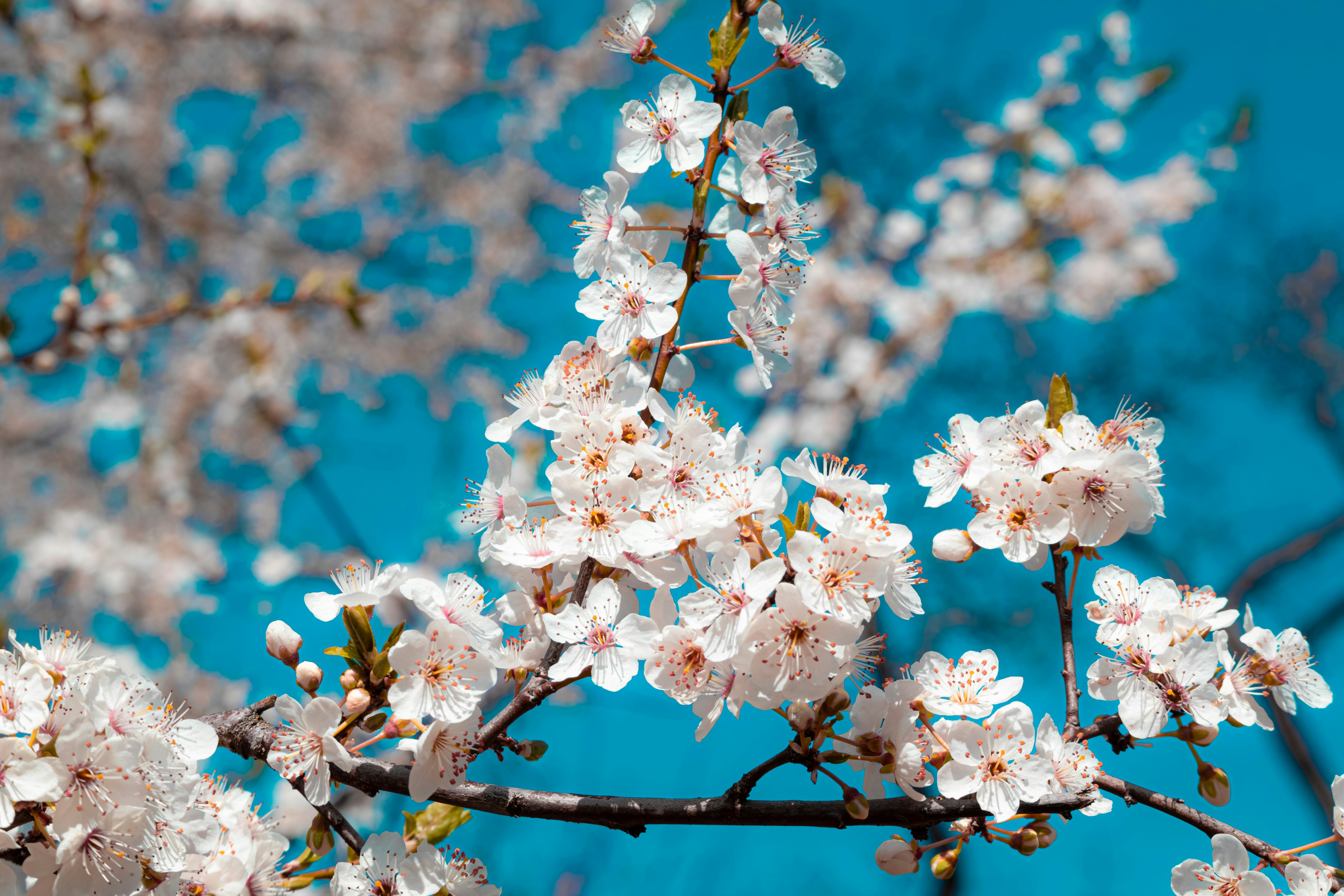 Cherry Bloom in a Sea of Blue