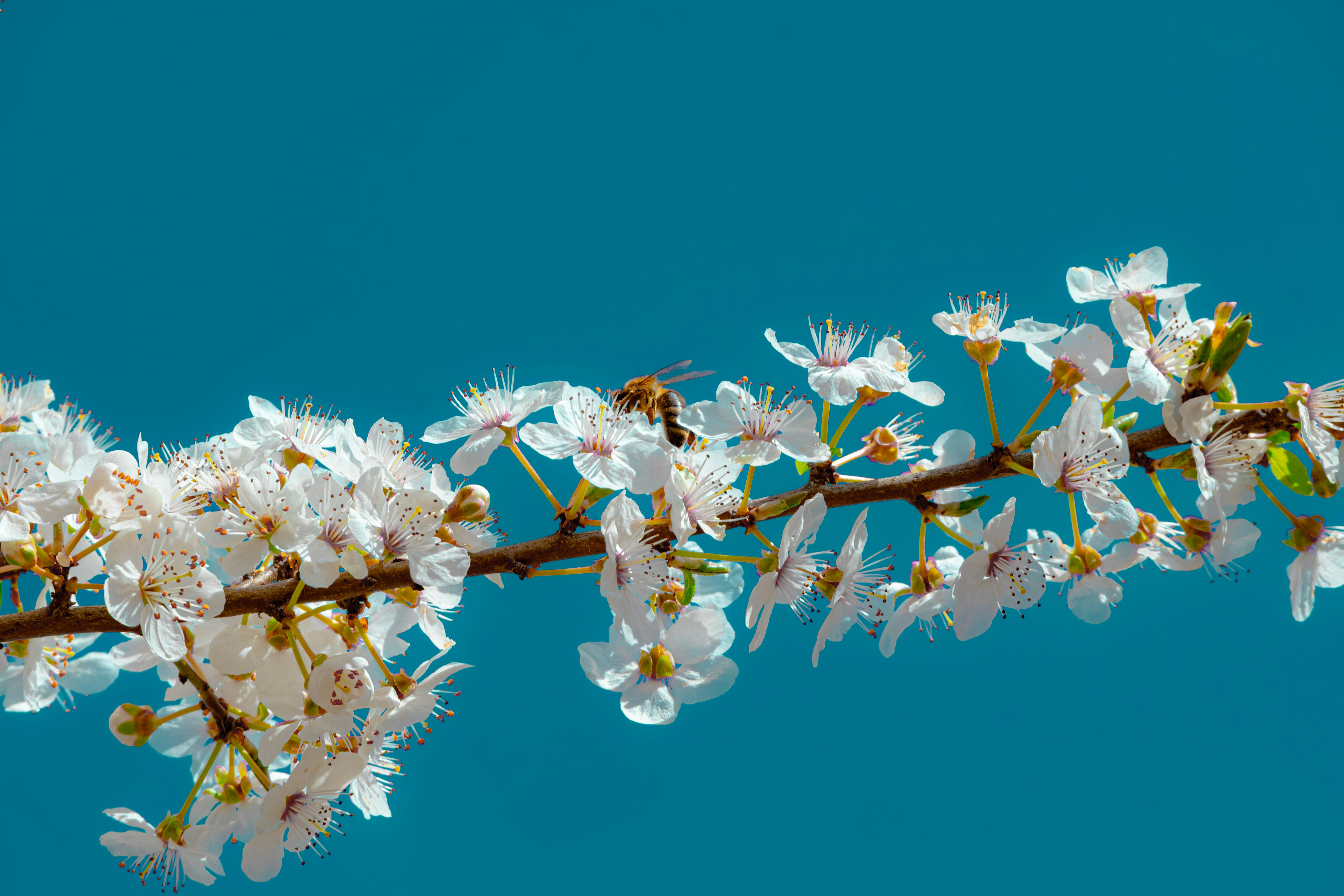 Sunlit Cherry Bloom Against a Clear Azure Frame