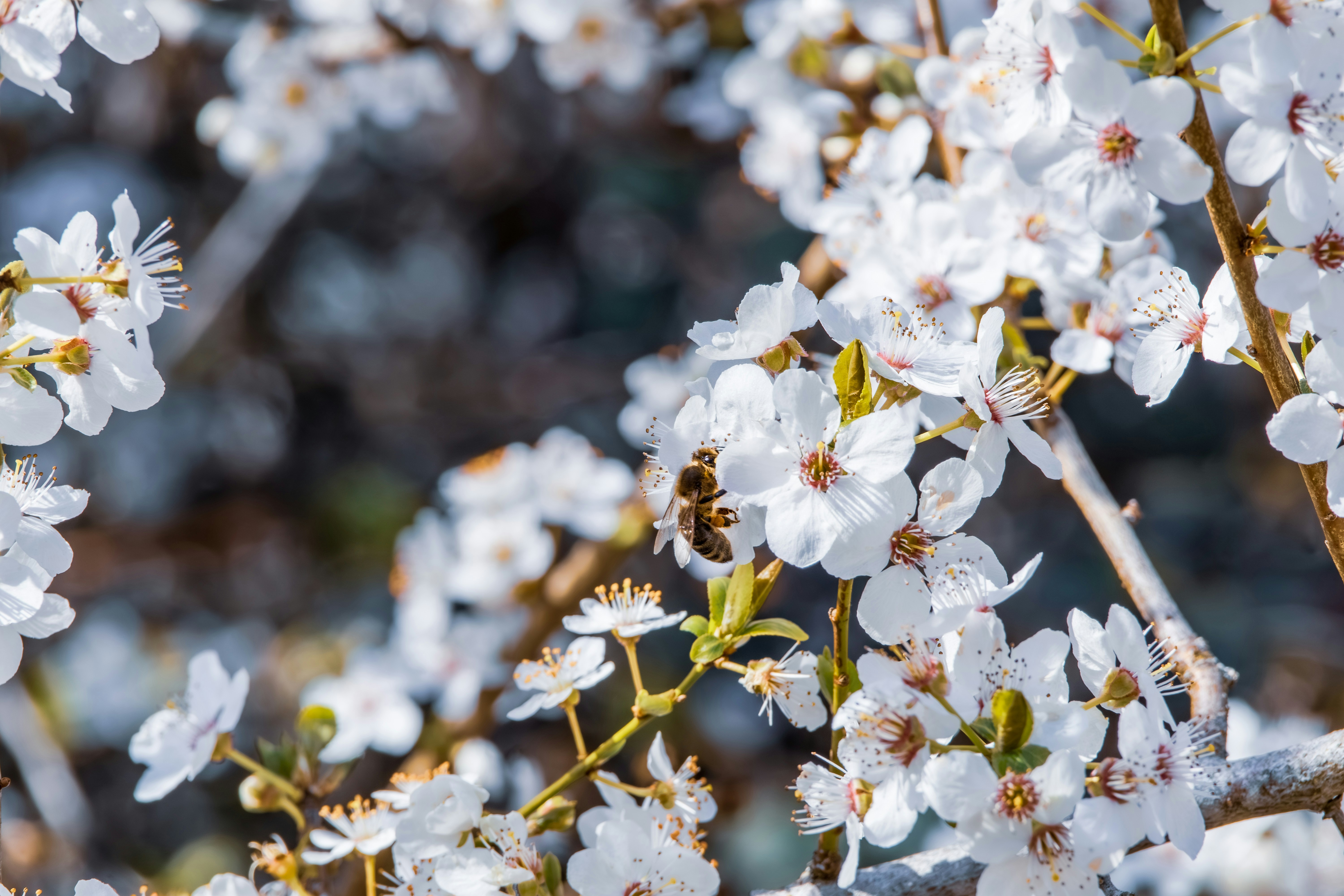 White Blossom Chorus: Delicate Flowers in Soft Focus