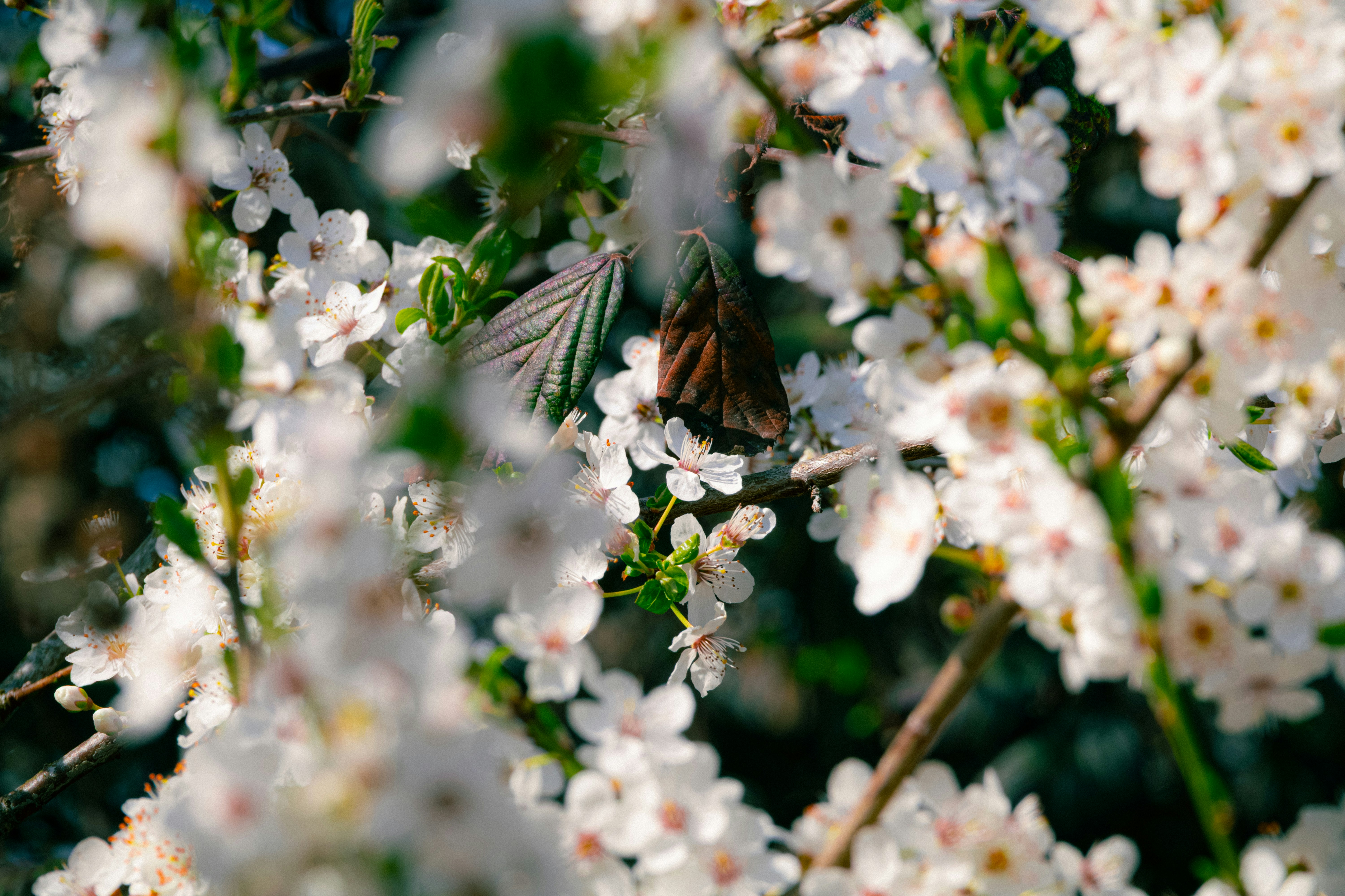 Hidden Wings Among White Petals