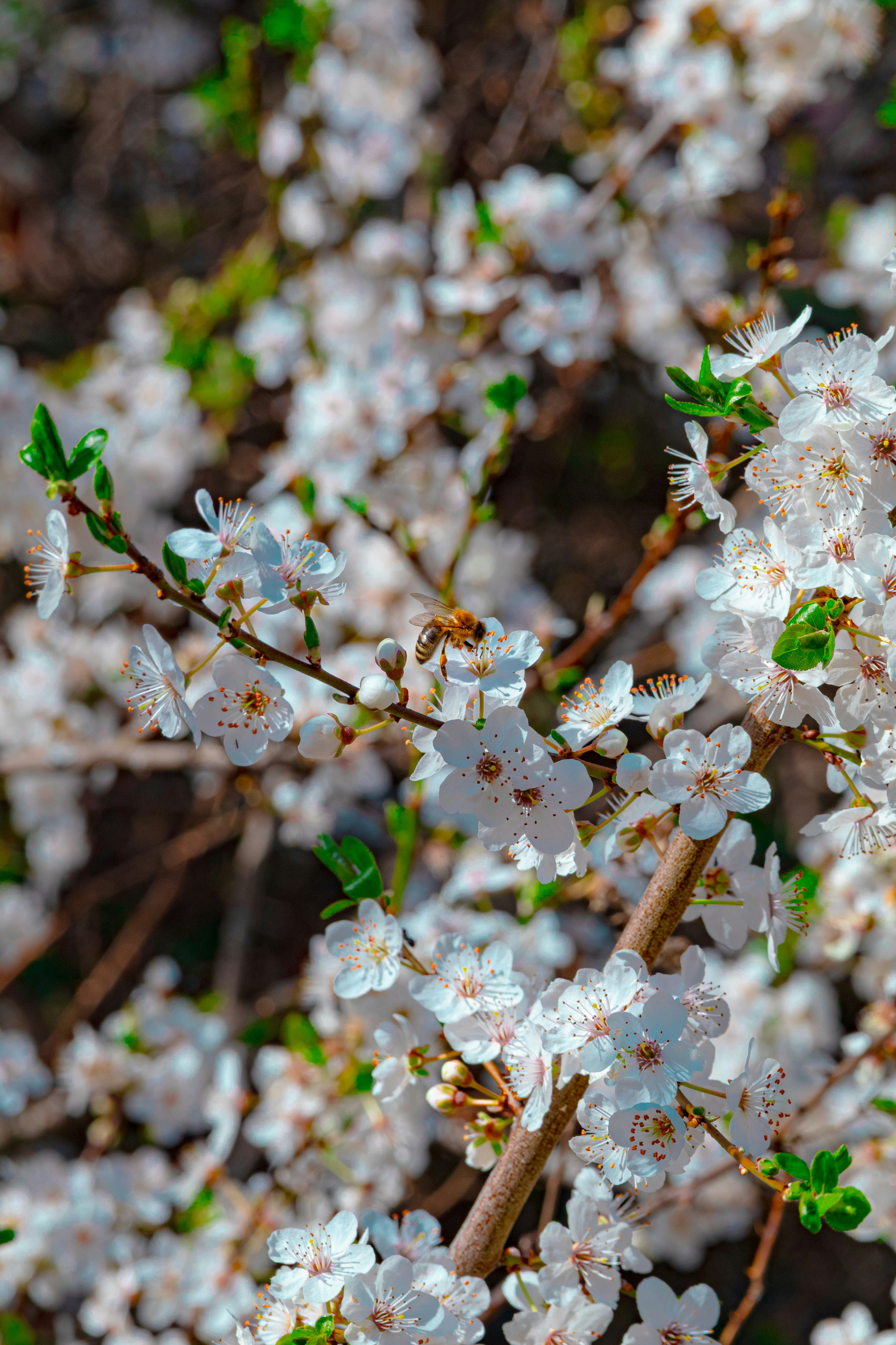 Blossoms in Focus: A Cascade of White Petals on Spring Branch