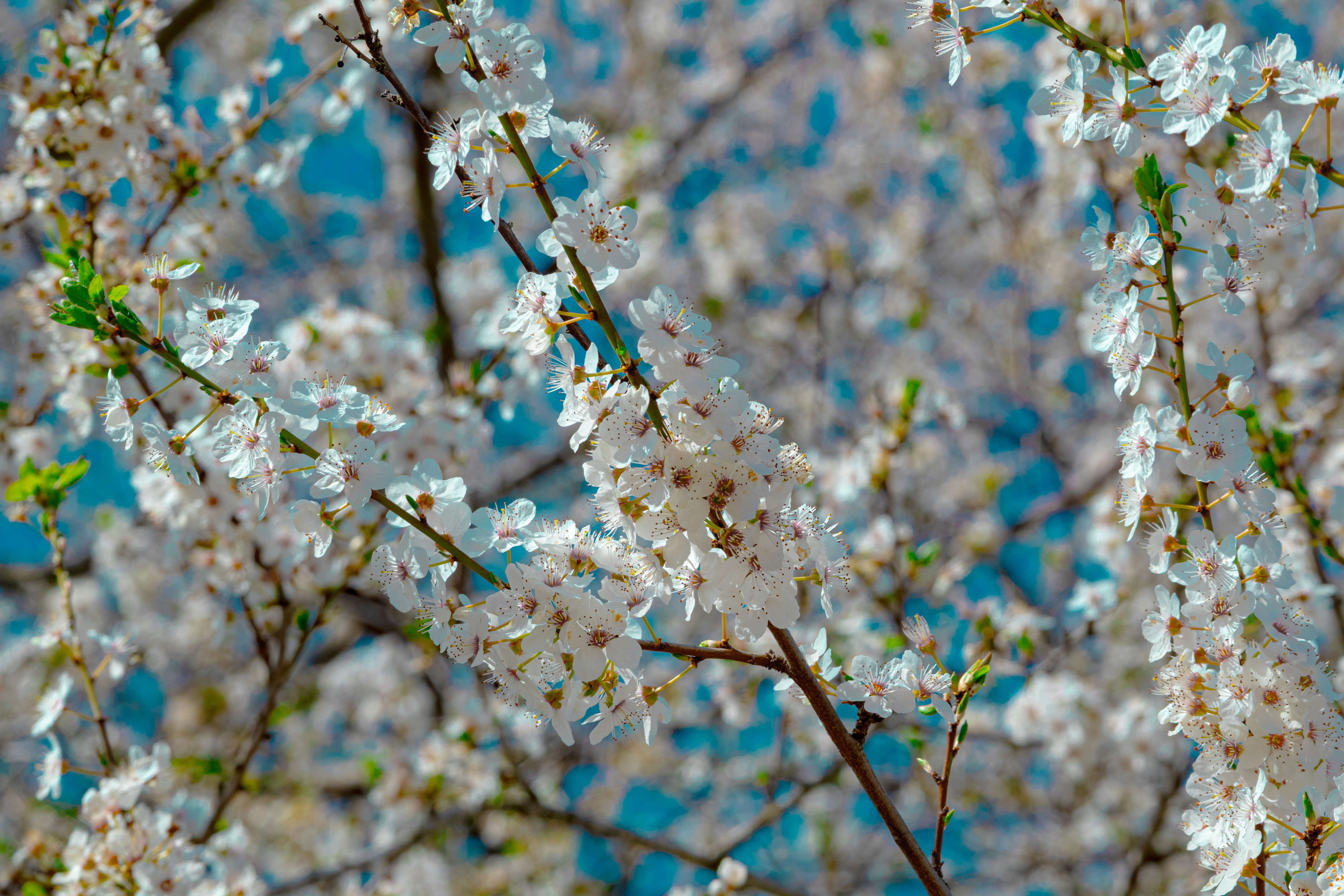 Blossoms in Focus: A Window of White Petals on Blue Sky