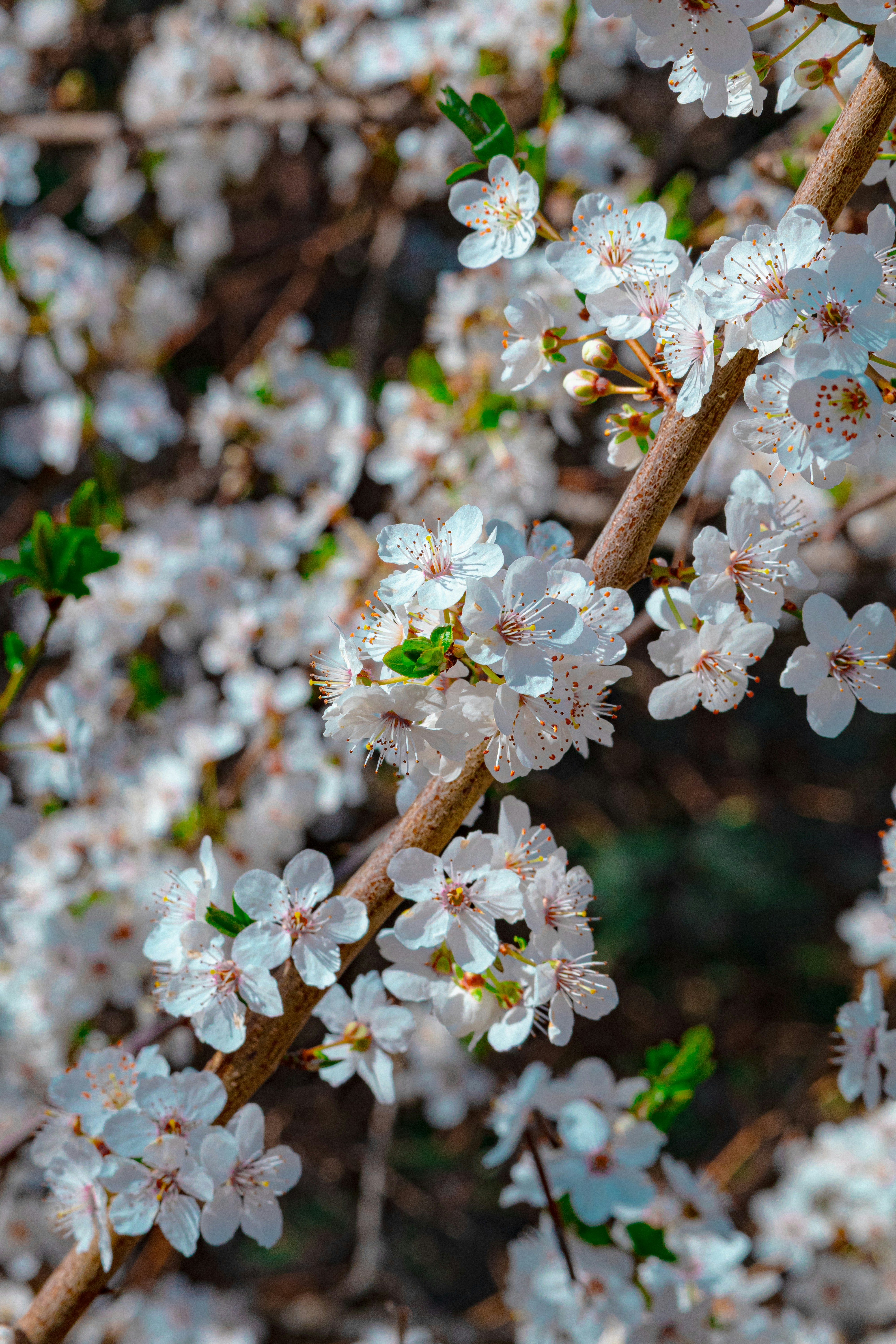 Blossom Burst Along a Masquerading Branch