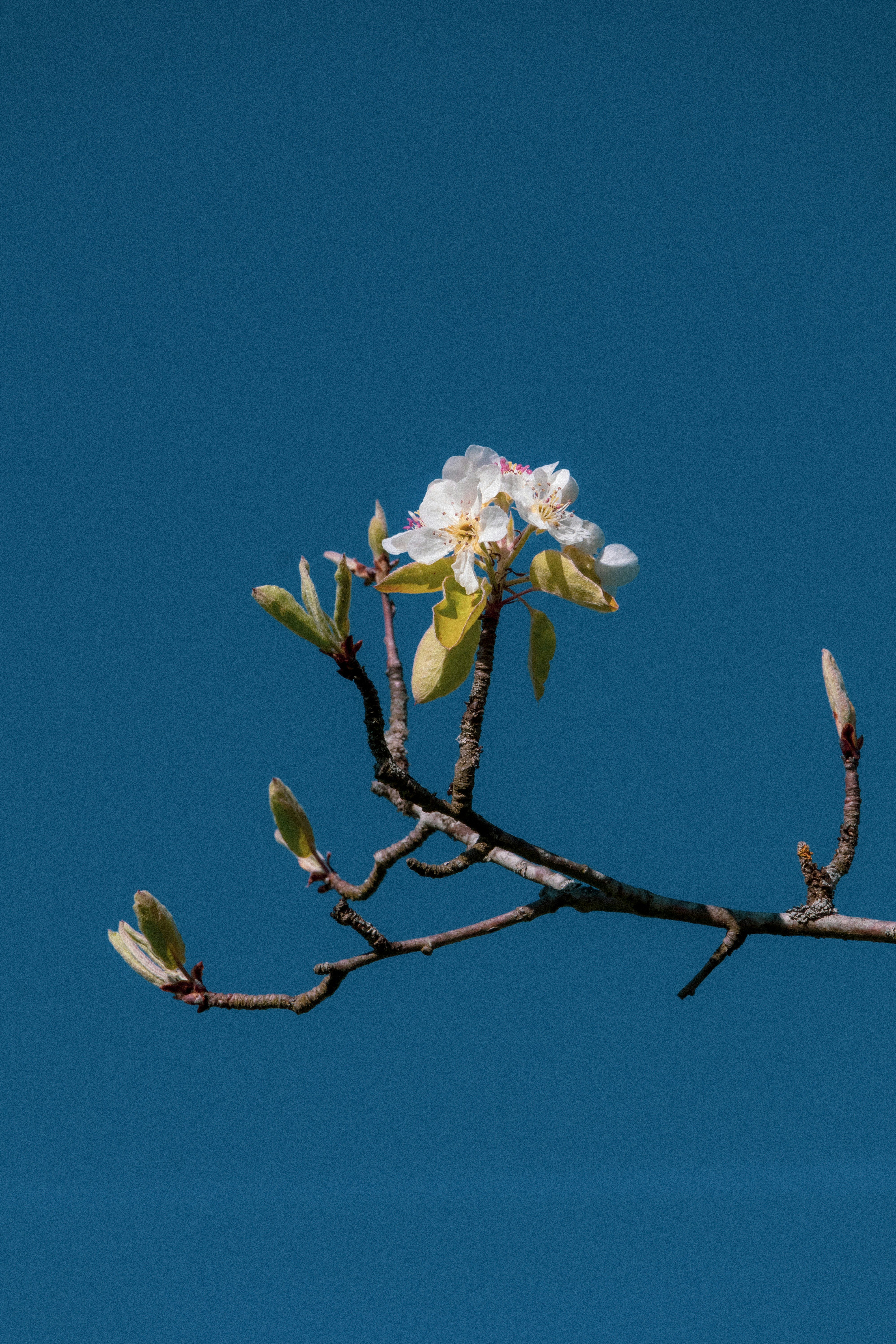 Single Bloom on a Quiet Branch Against Deep Blue Sky