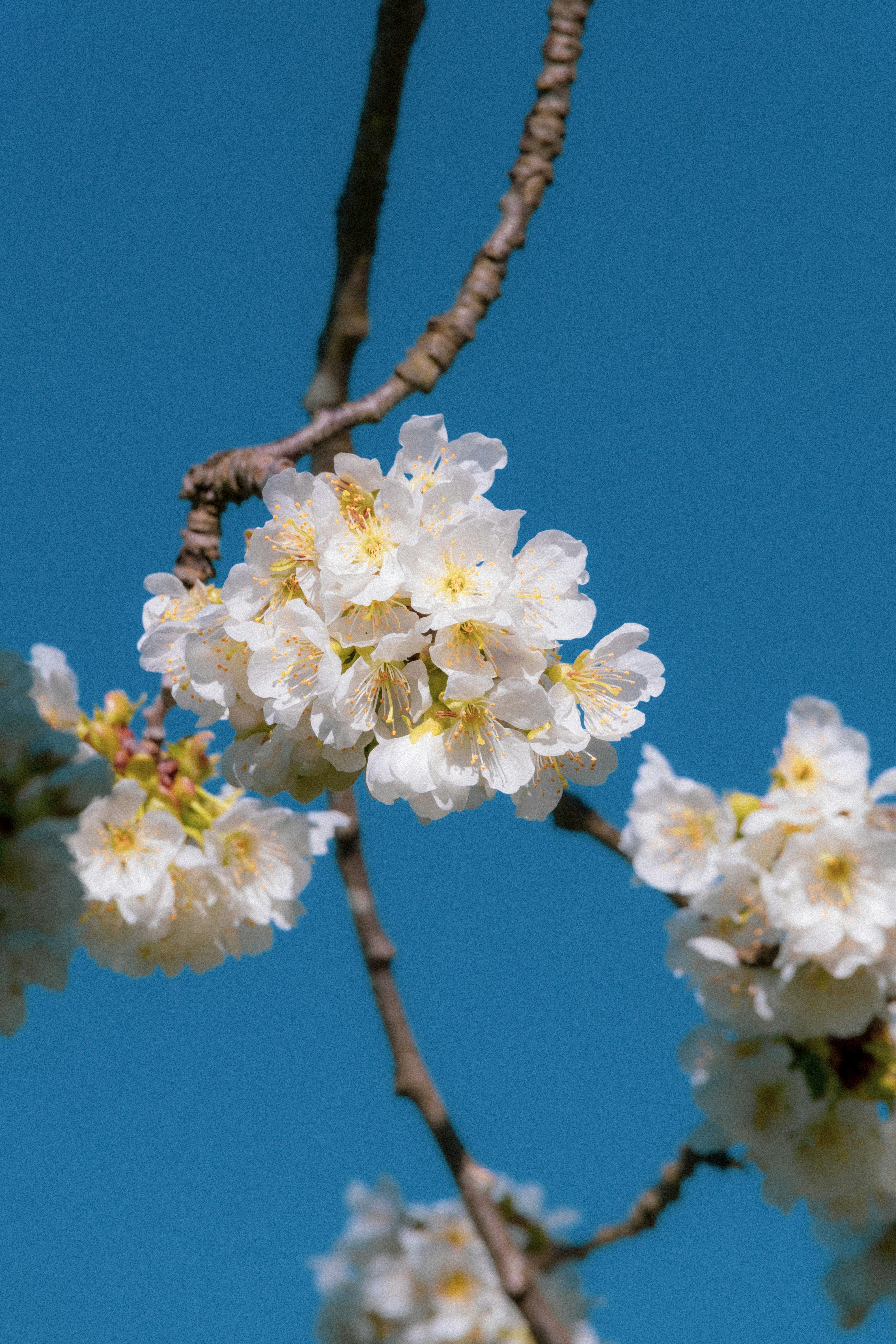 Blossoms Against the Cerulean Sky