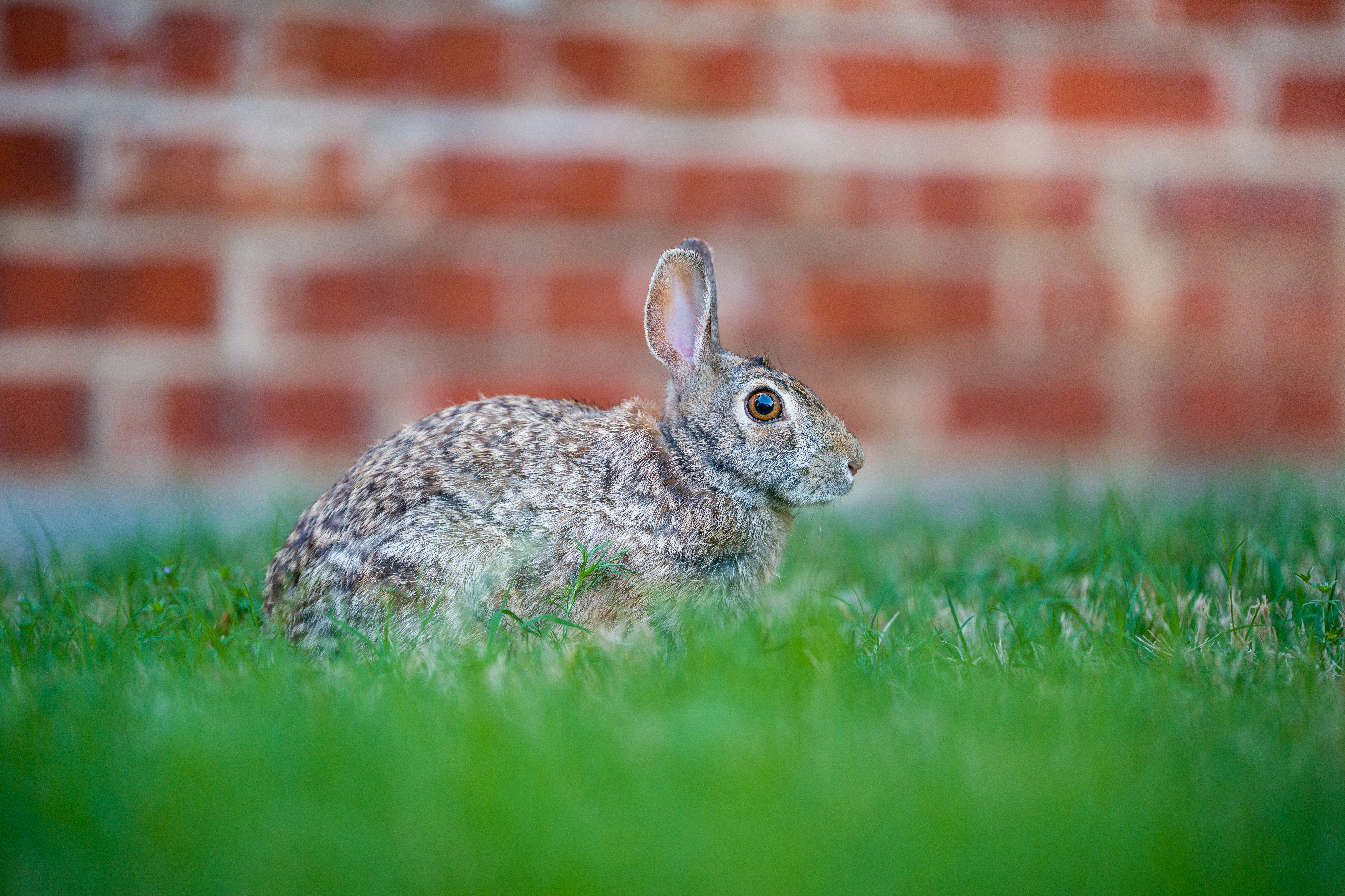 A Quiet Munch on the Lawn: Gray Hare Against a Brick Backdrop