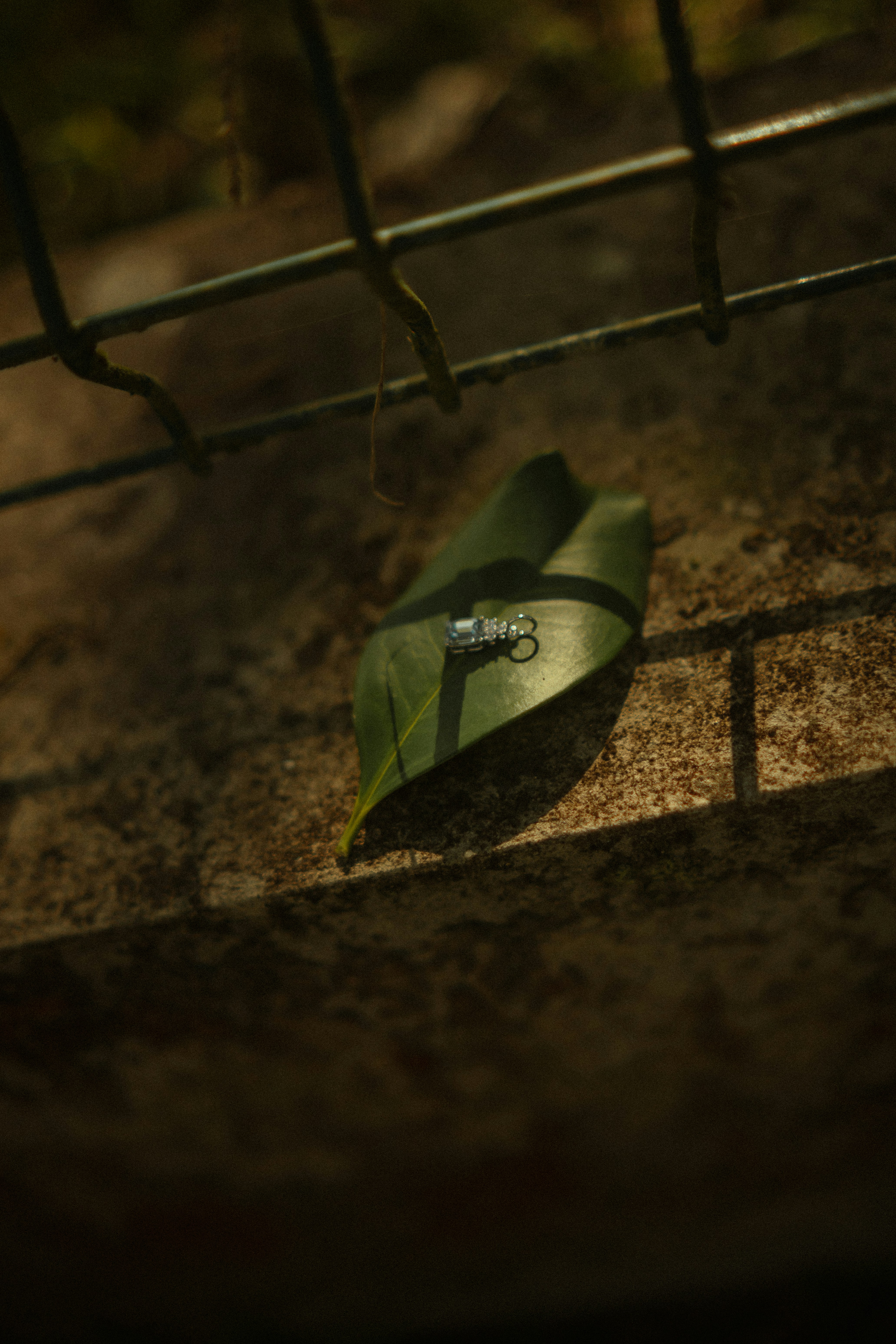 Ring on a Leaf: A Quiet Gleam Under Fence Shadows