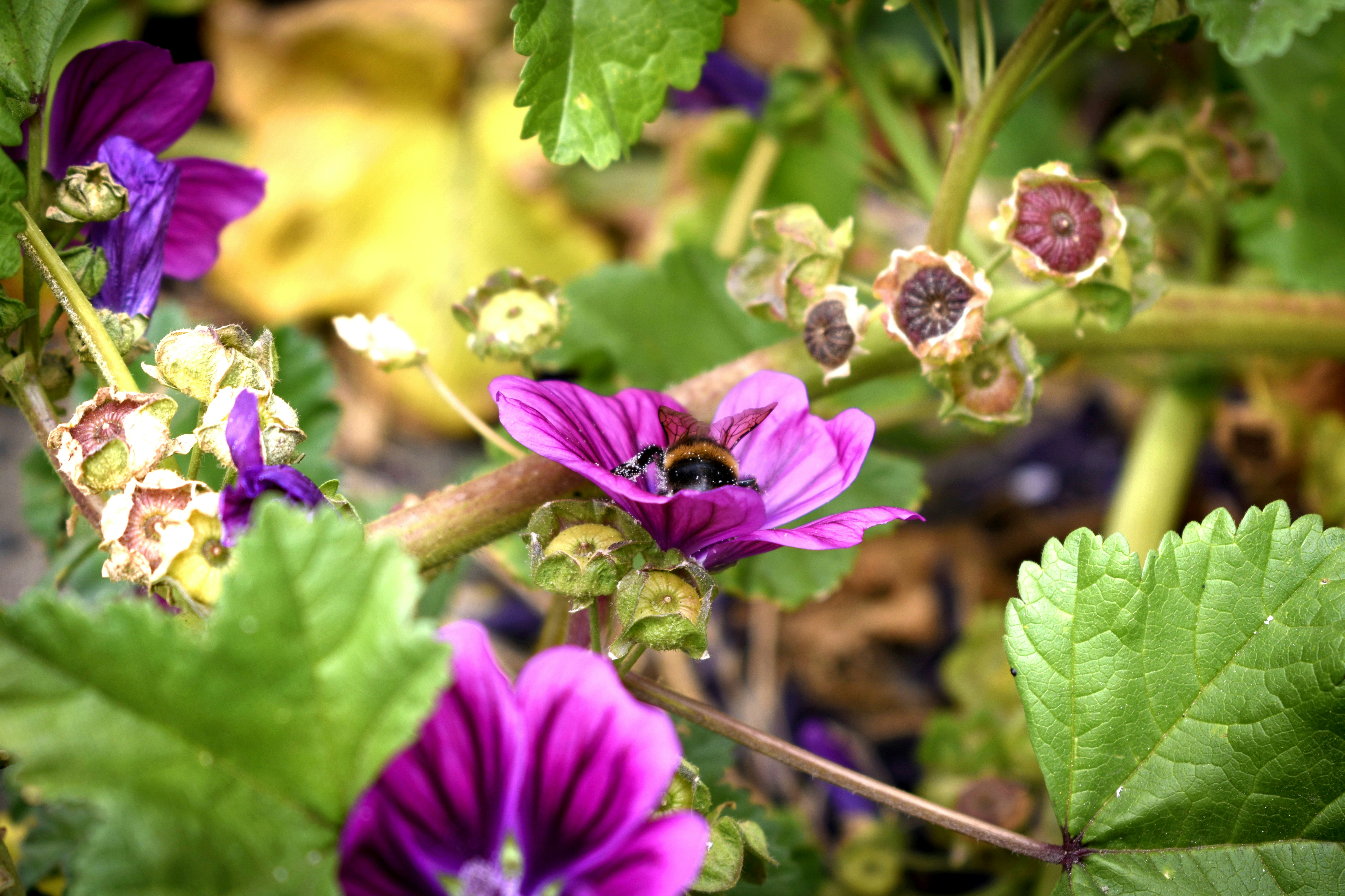 Magenta Petals and Bee in a Sunlit Garden