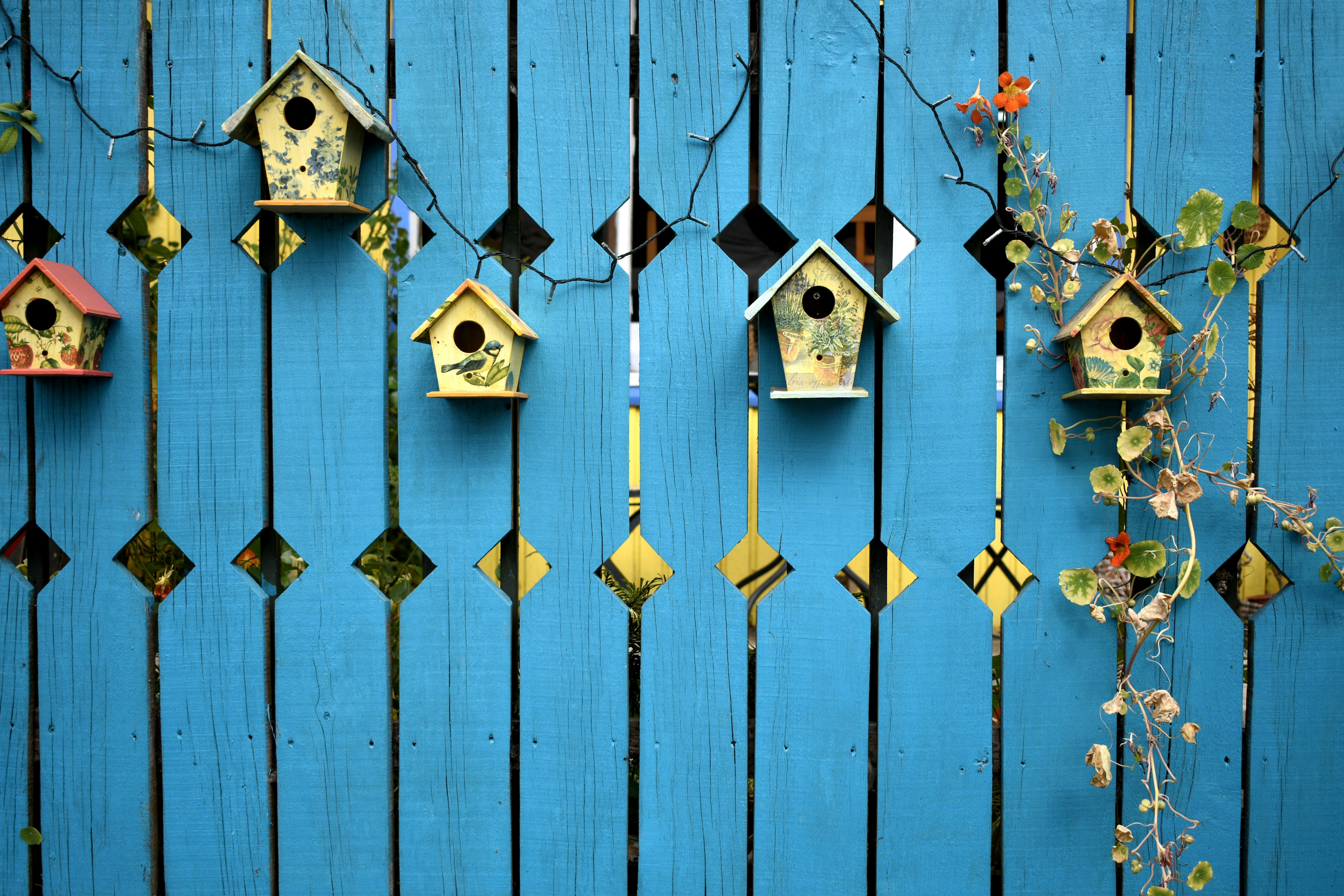 Guardians on a Blue Wall: A Row of Birdhouses and Vines