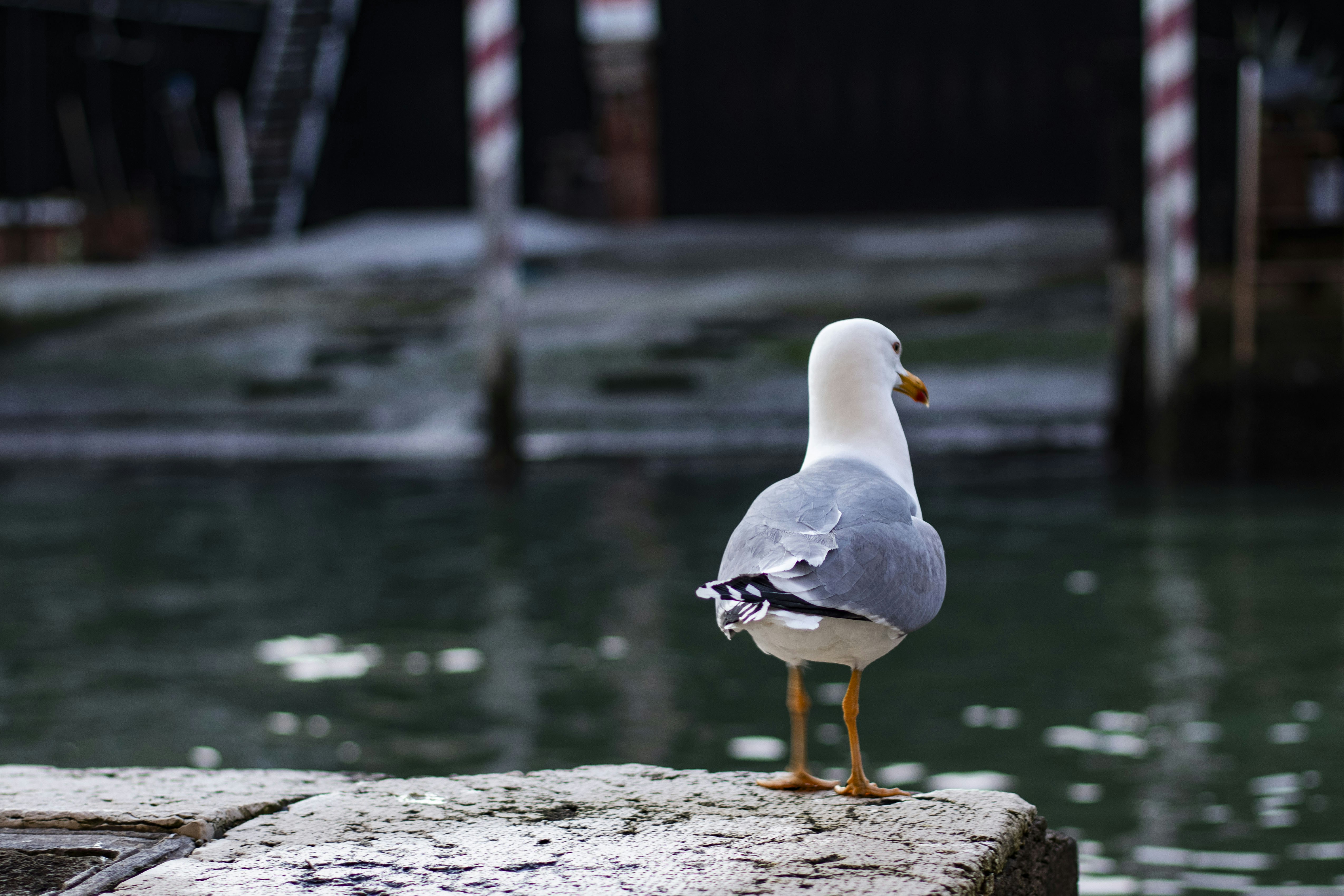 Seagull Sentinel at the Quiet Dock