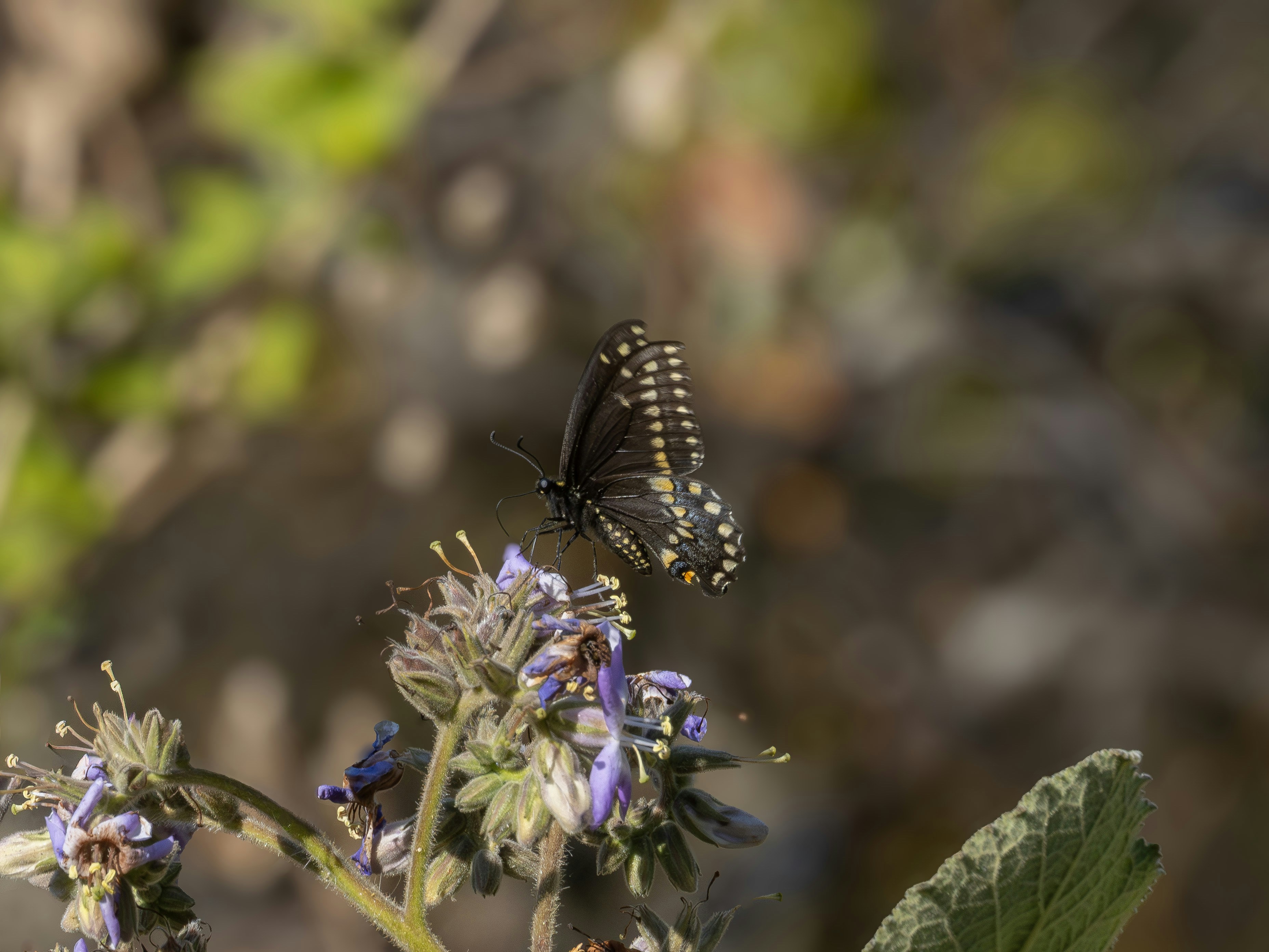Dark Swallowtail on Lavender Bloom