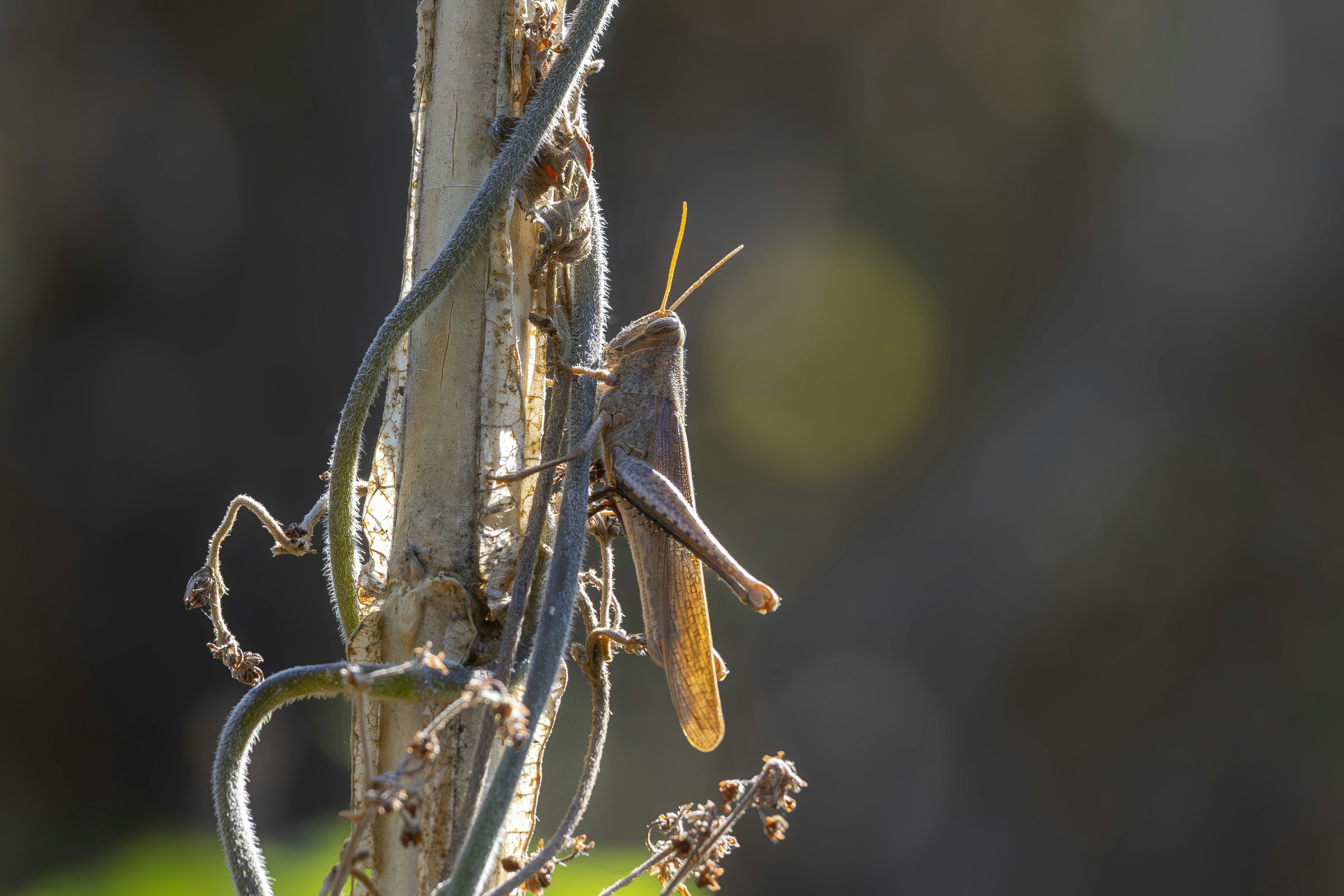 Amber Cicada on Weathered Stem: a Moment of Quiet Detail