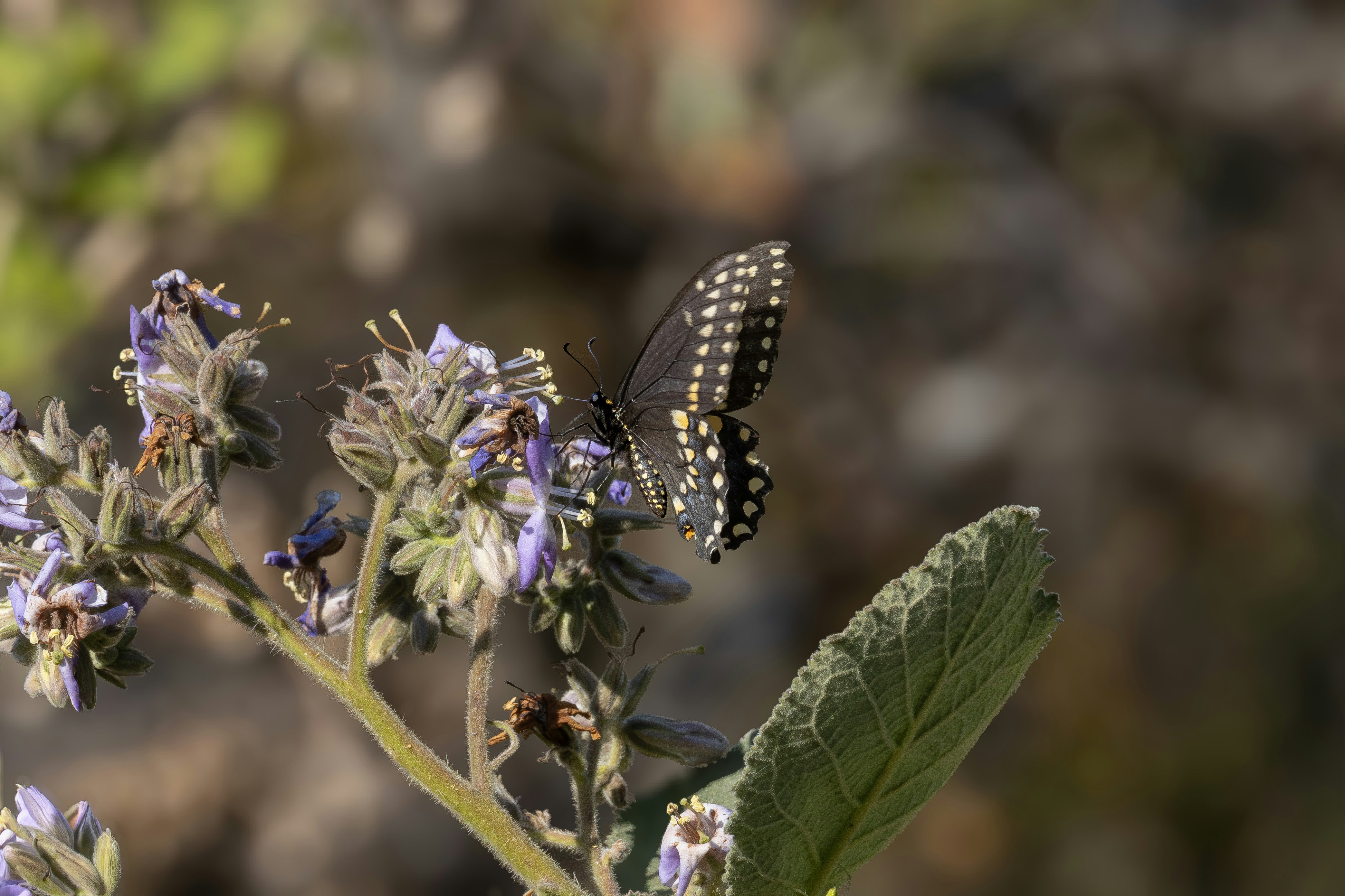 Dusky Swallowtail on Lavender Bloom