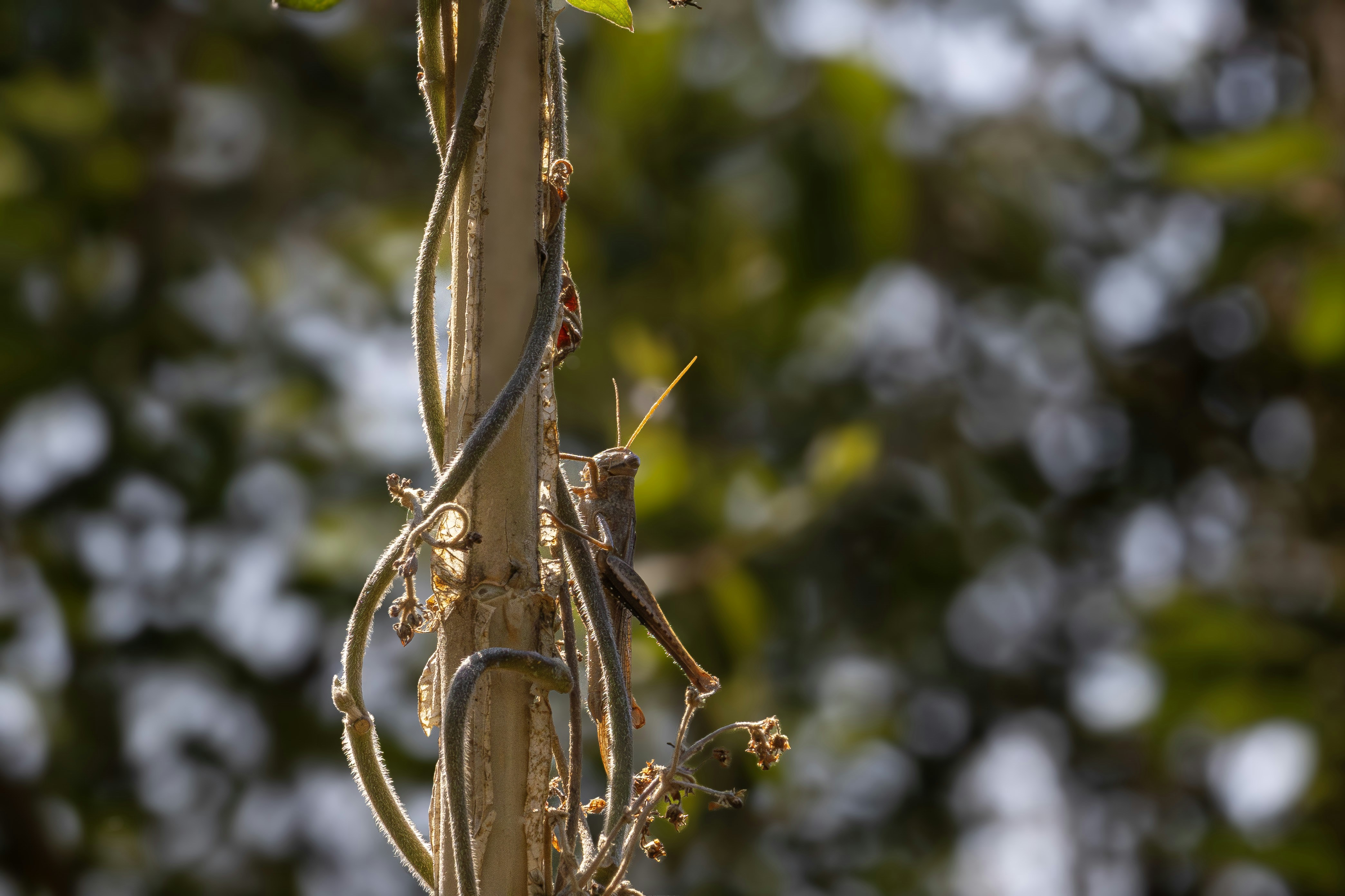 Tangled Tendrils Clinging to a Weathered Stake