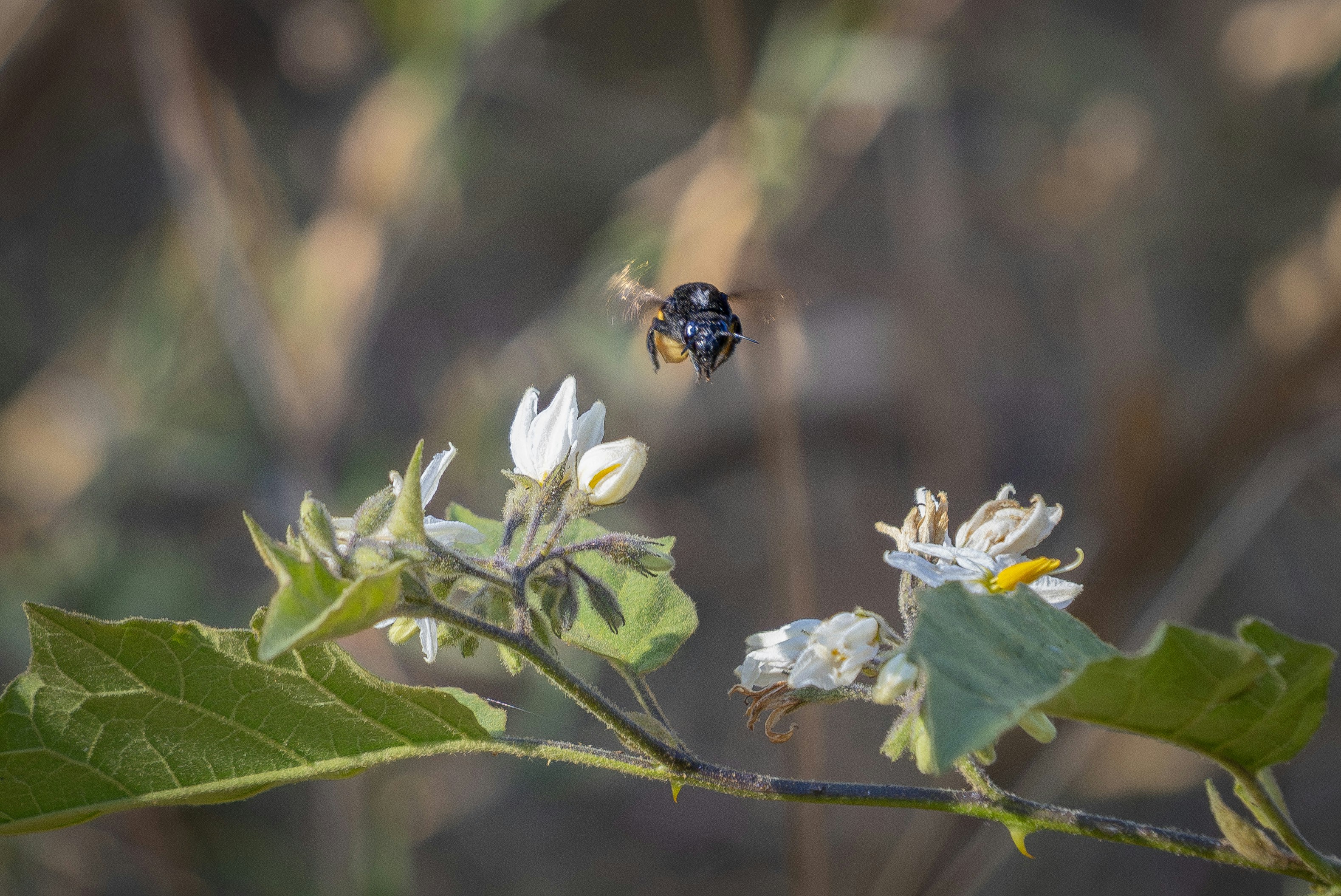Bee in Flight: A Moment of Pollination Among White Blossoms