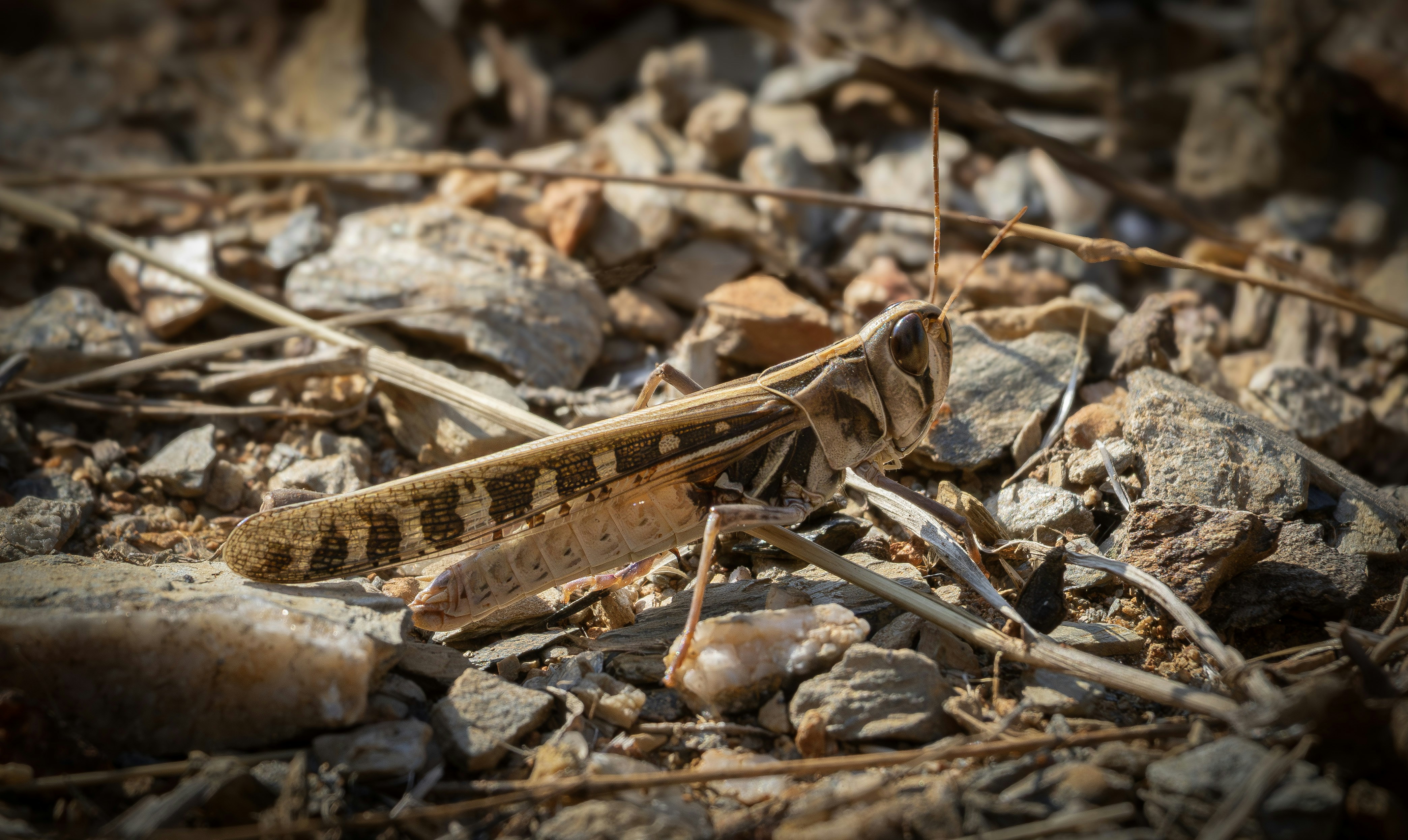 Dusty Granite Stalker: A Ground-Level Grasshopper Amid Pebbles