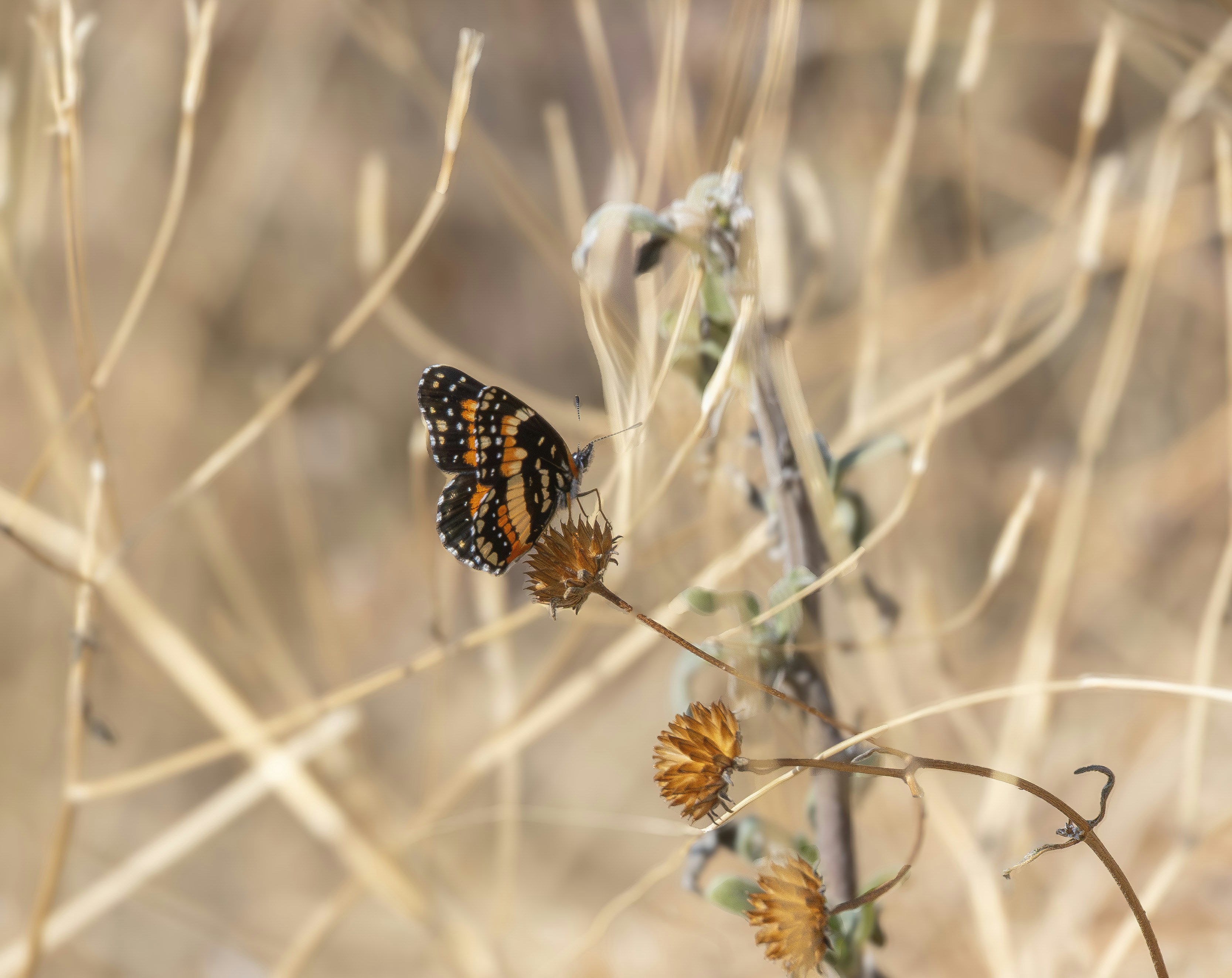Midfield Butterfly on Pale Thistle: A Quiet Meadow Moment