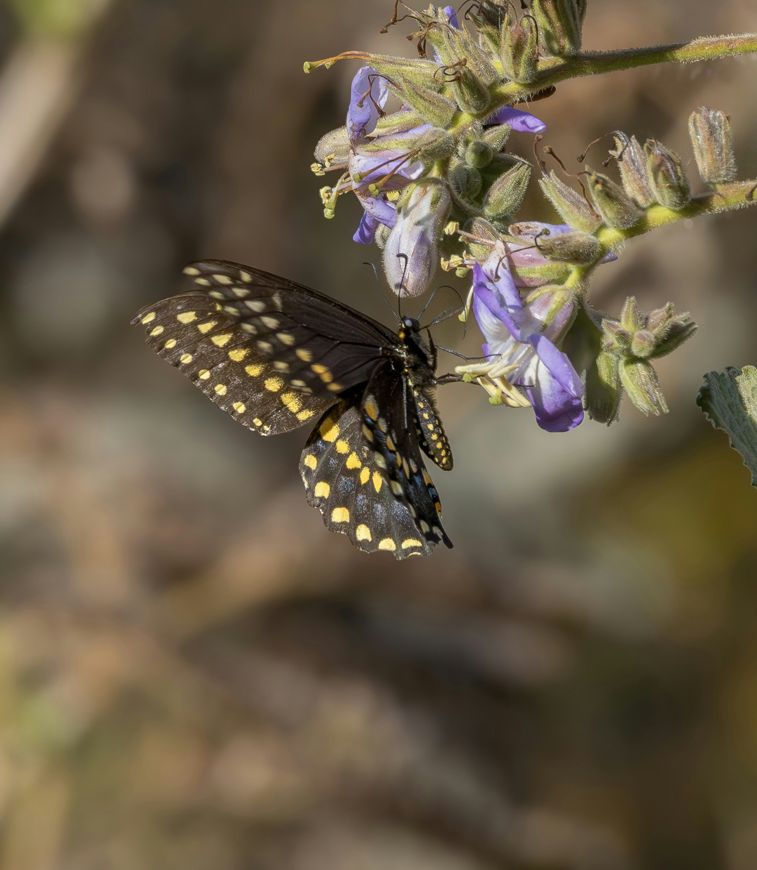 Translucent Wings on Lavender Bloom: A Butterfly's Pause