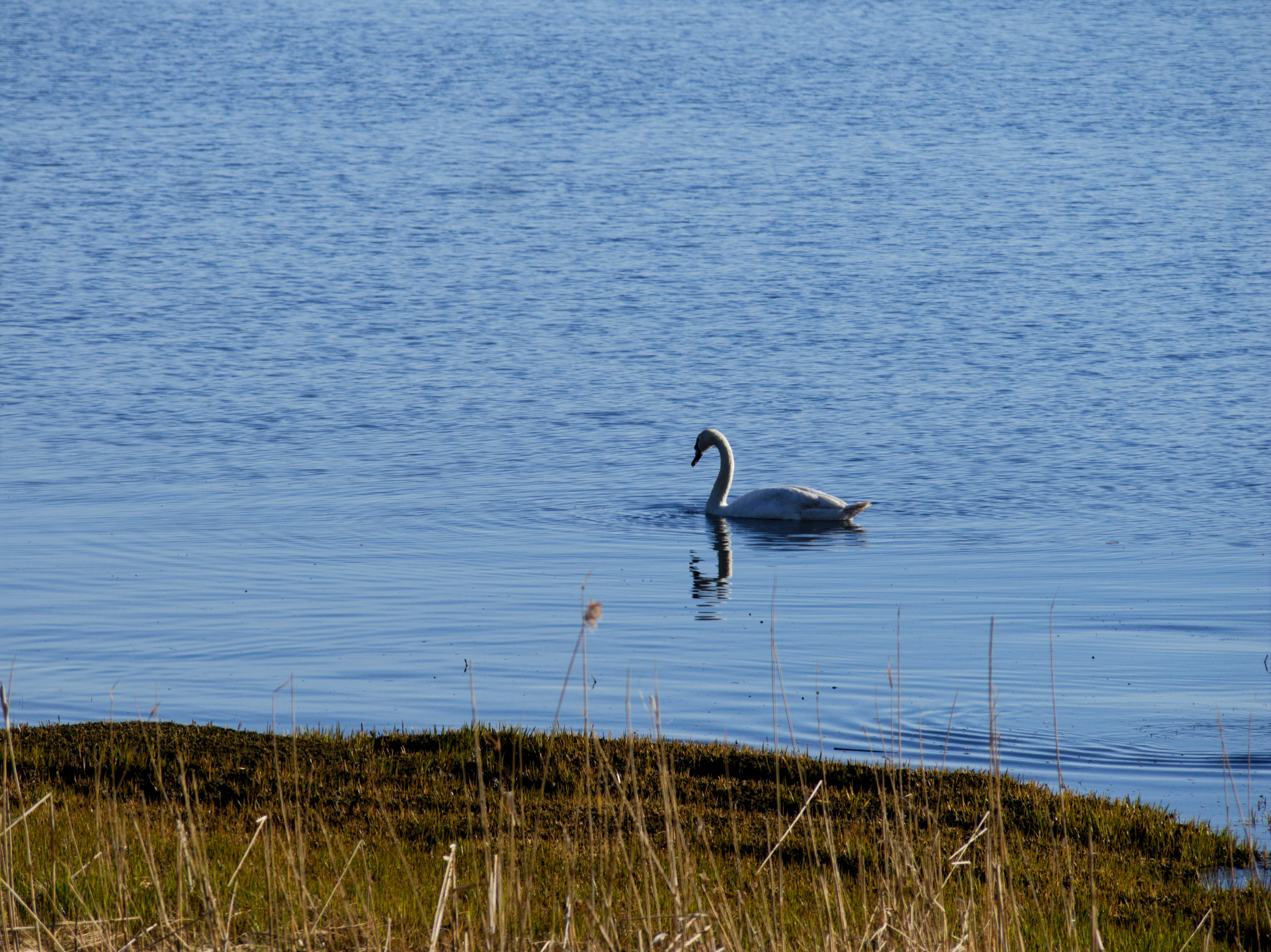 Solitary Swan on Quiet Waters