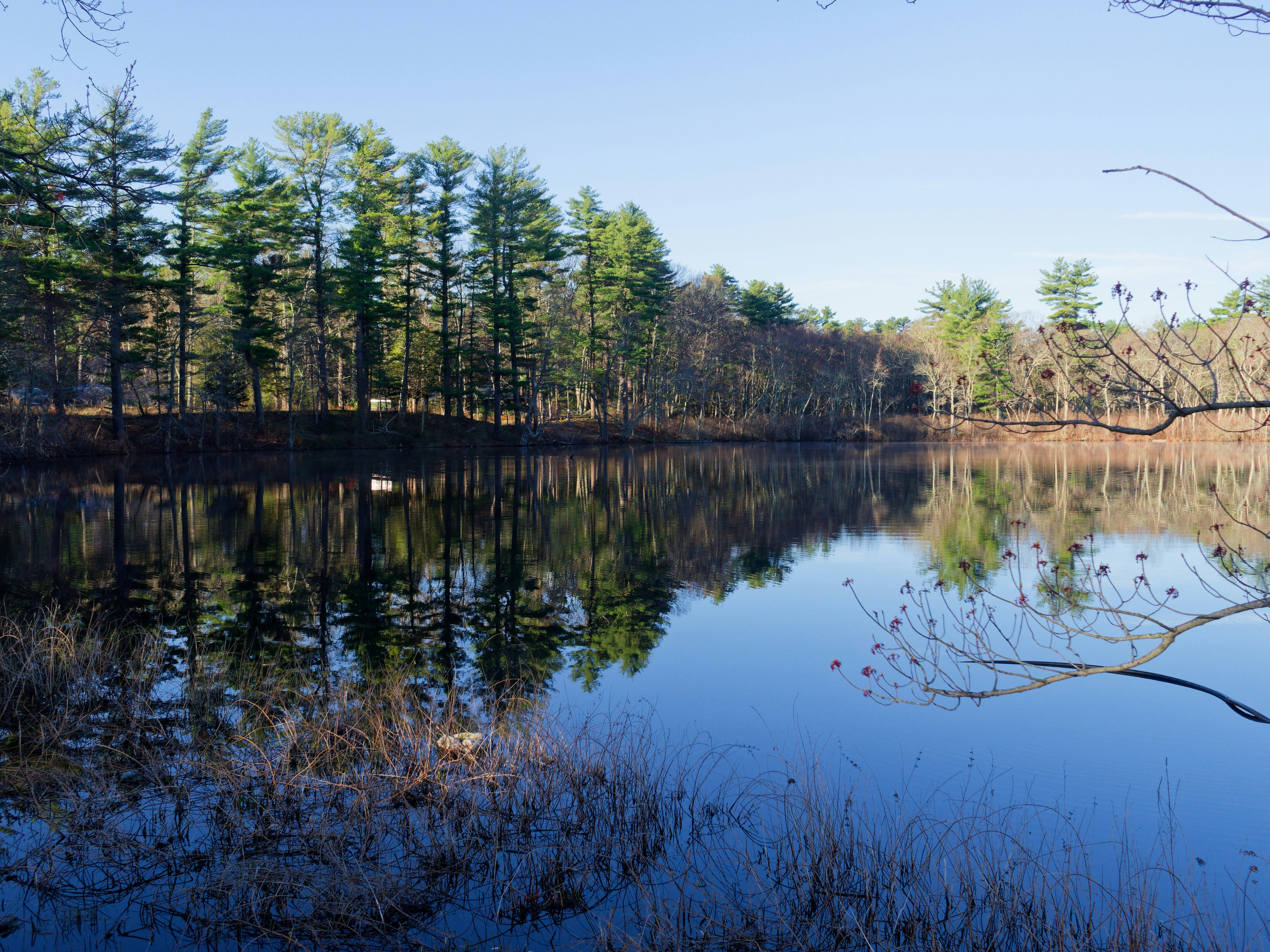 Serene lakeside forest mirror under a cobalt sky