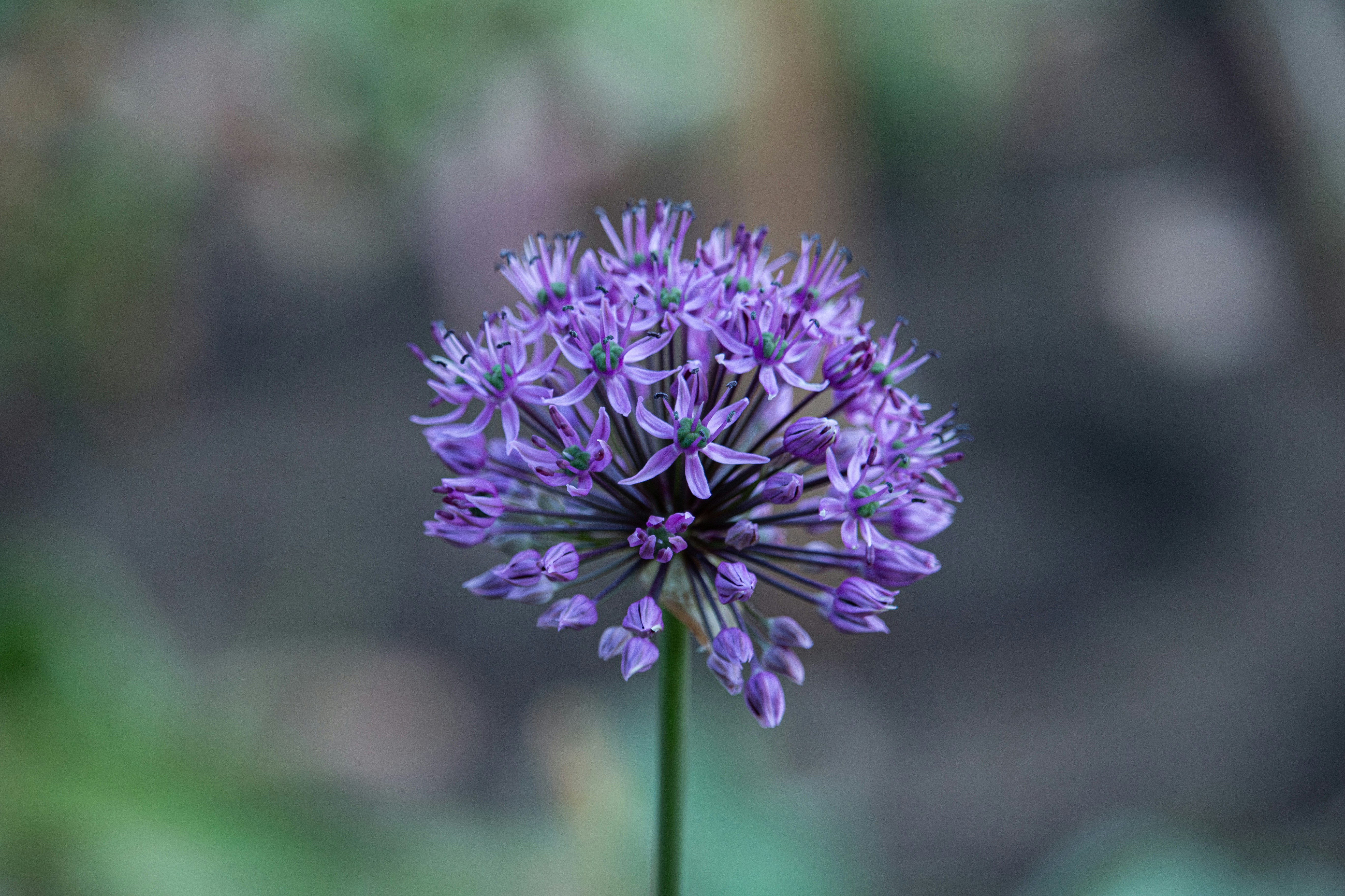 Ultraviolet Crown: A Single Allium in Focus