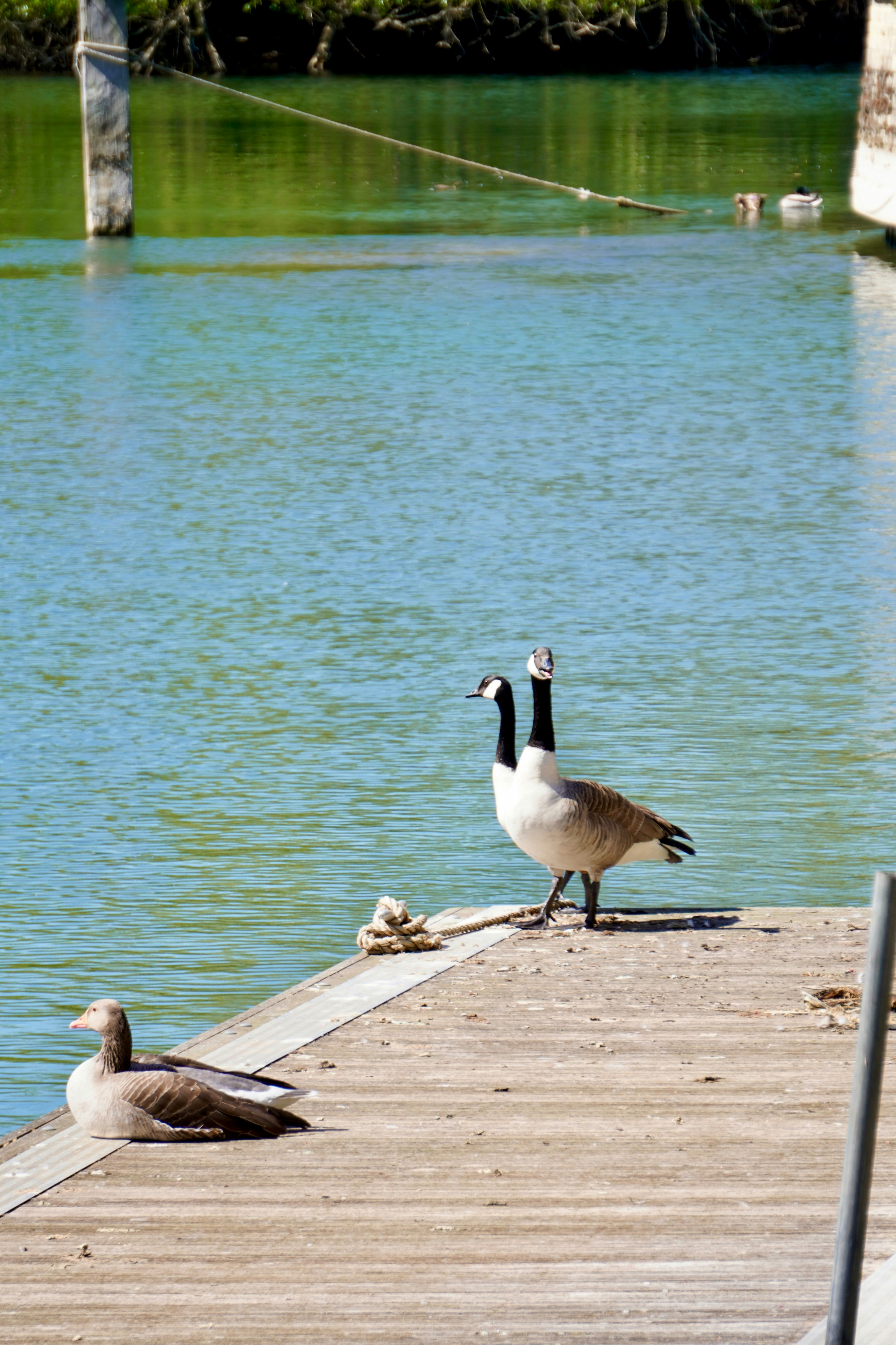 Two geese at the edge of a sunlit dock above turquoise water
