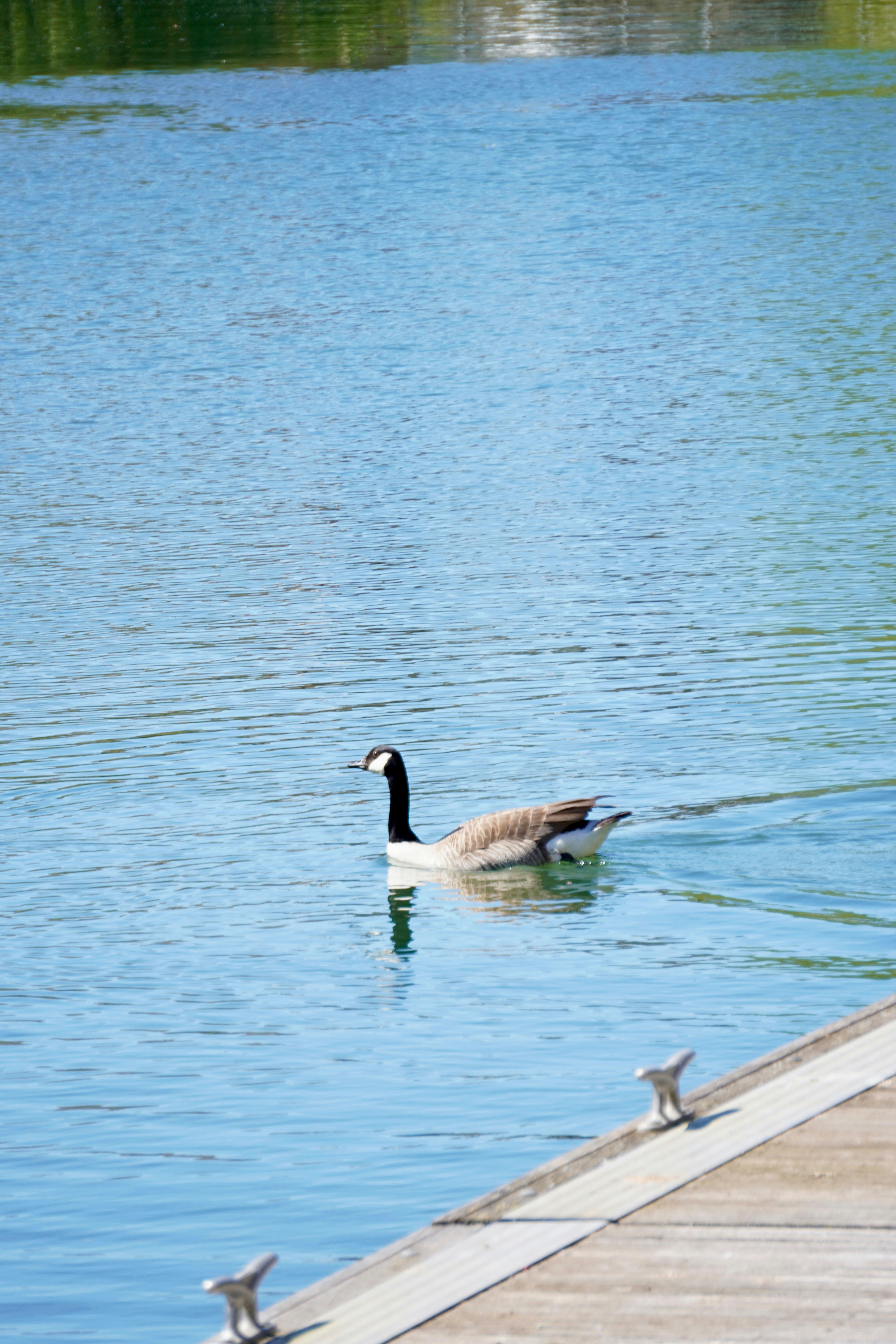 A lone Canadian Goose at the Calm Lakeside