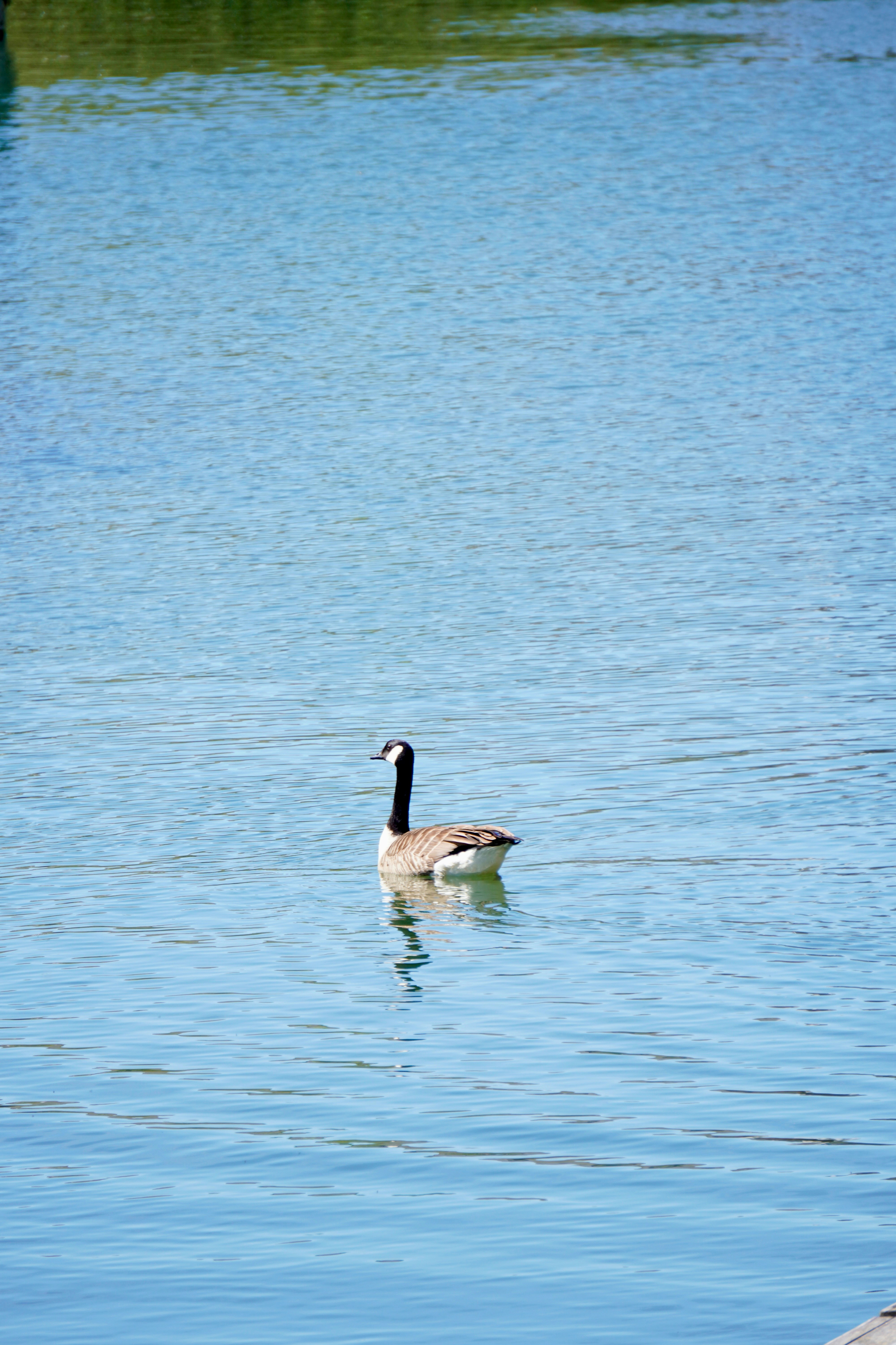  lone Canada goose drifting on a glassy blue lake