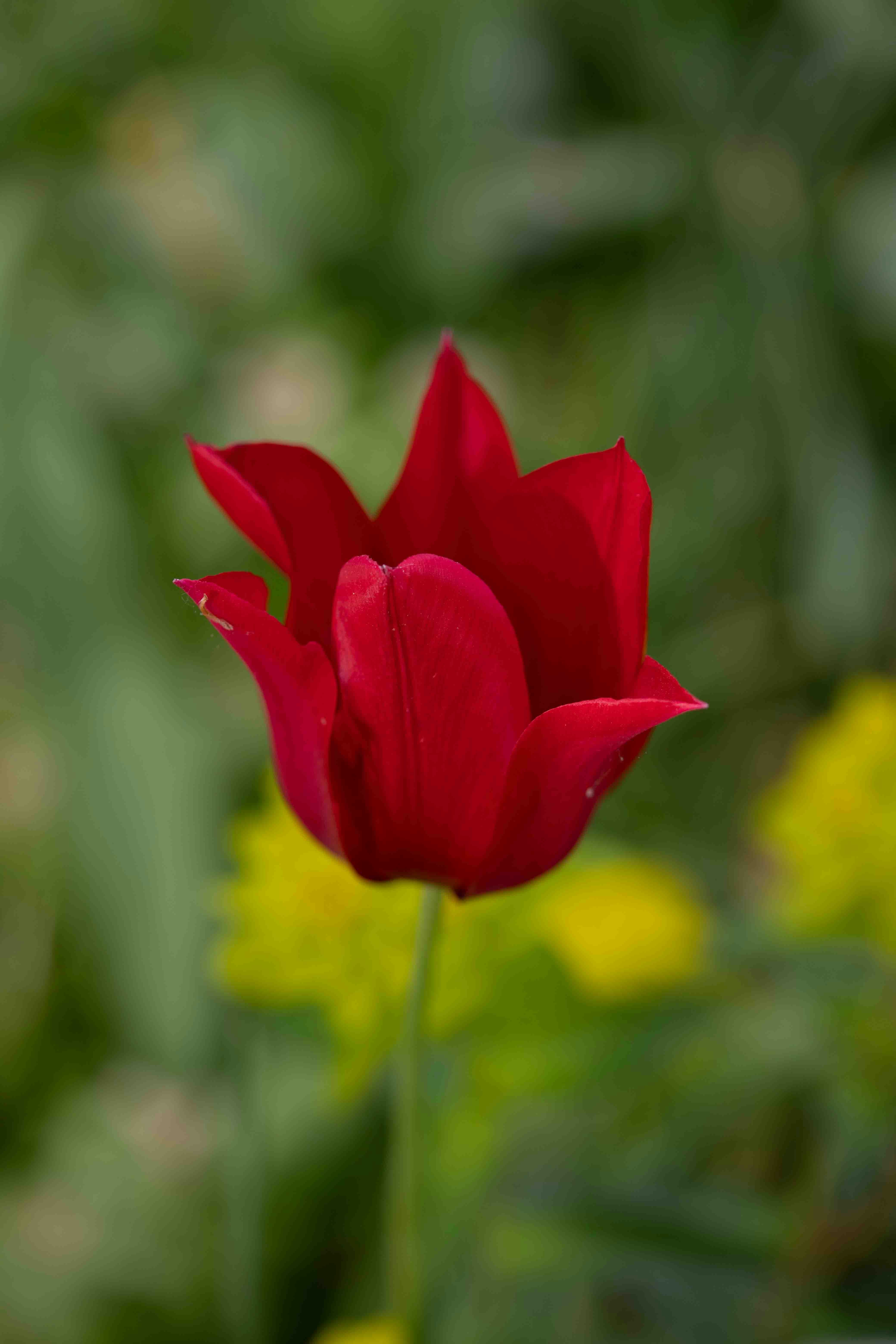 Red Tulip in Focus: Velvet Petals Against a Gentle Green Blur