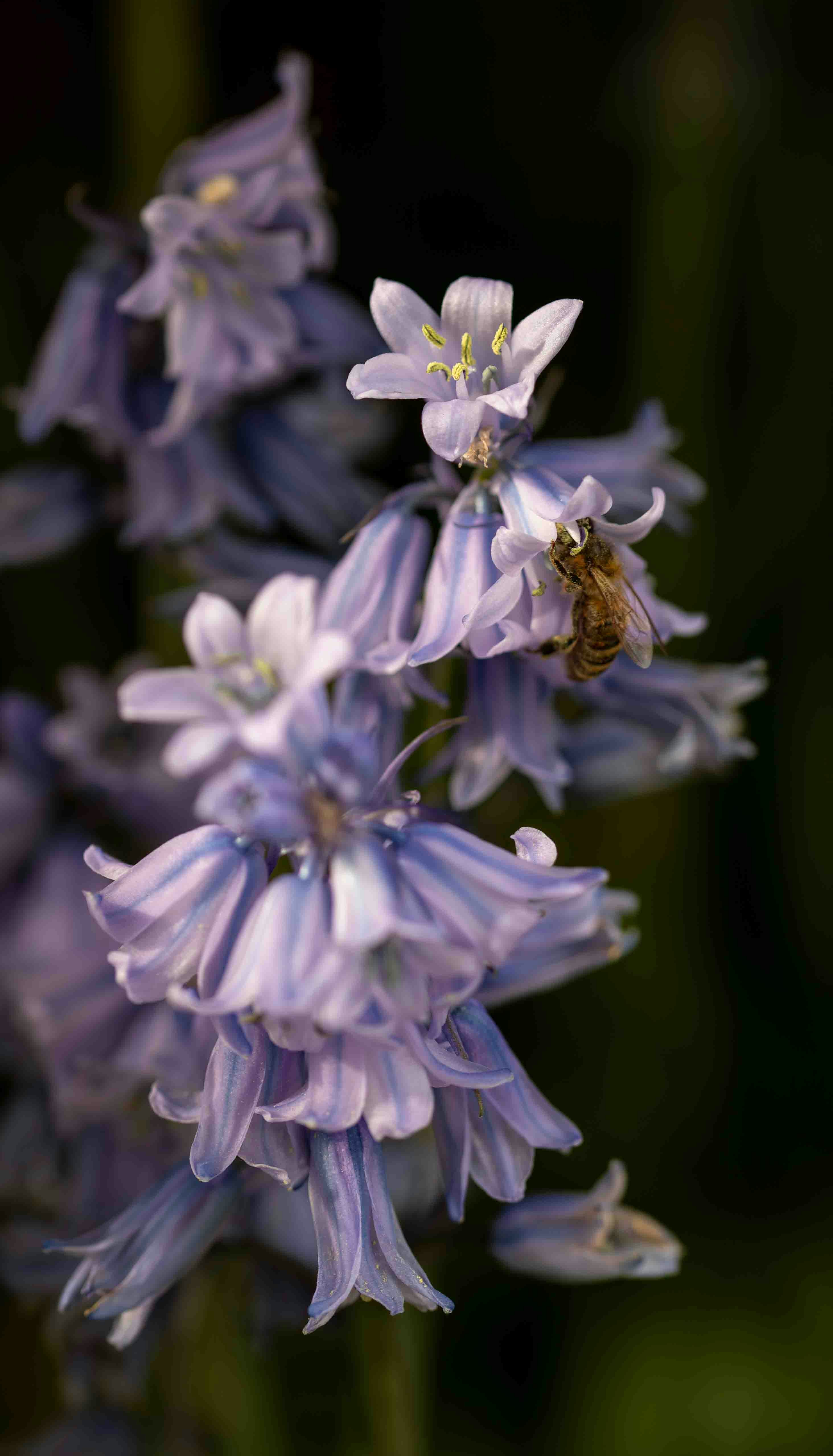 Bee on a Lavender Bell: A Close Encounter with Floral Detail