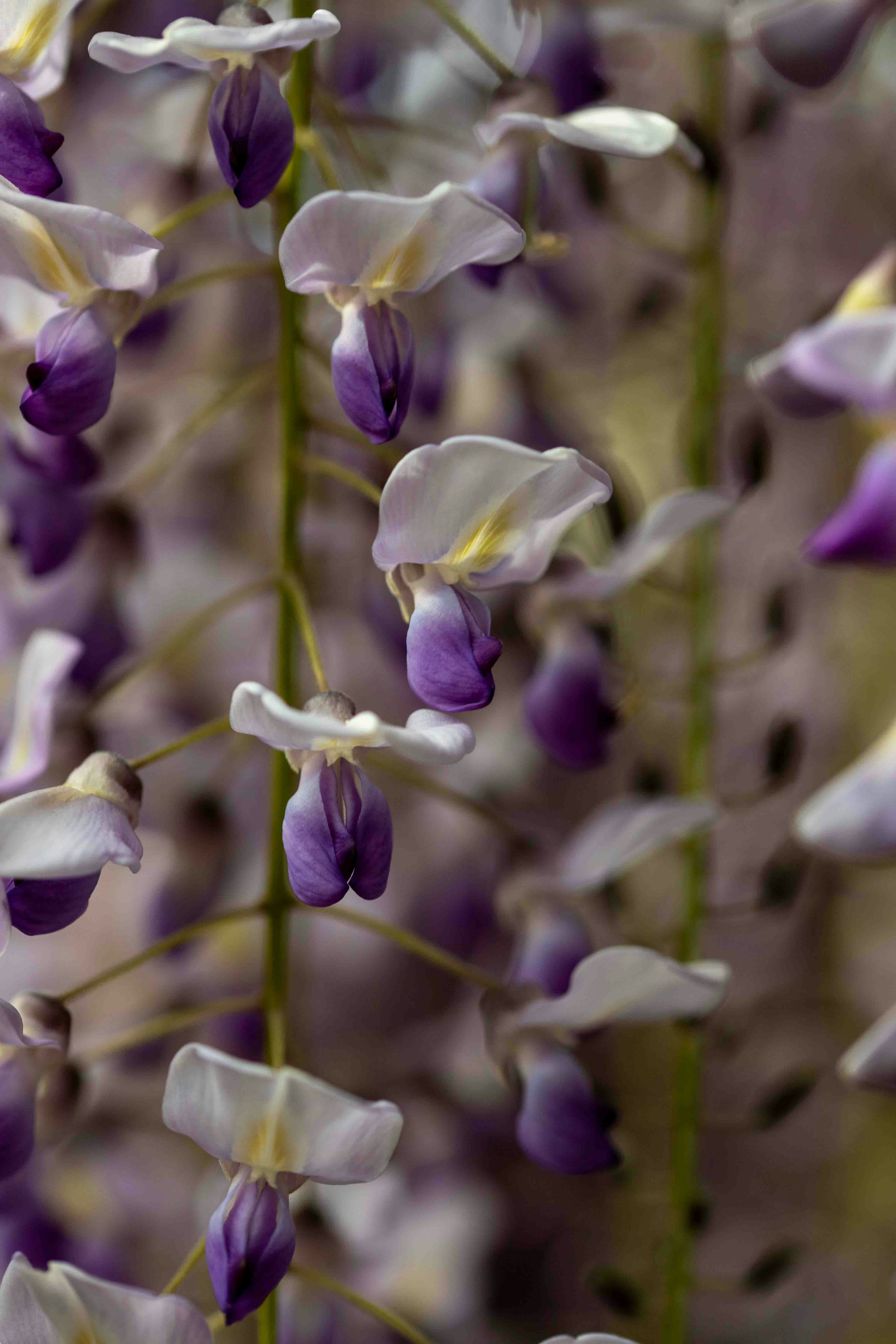 Drops of Lavender: Cascade of Purple and White Blooms