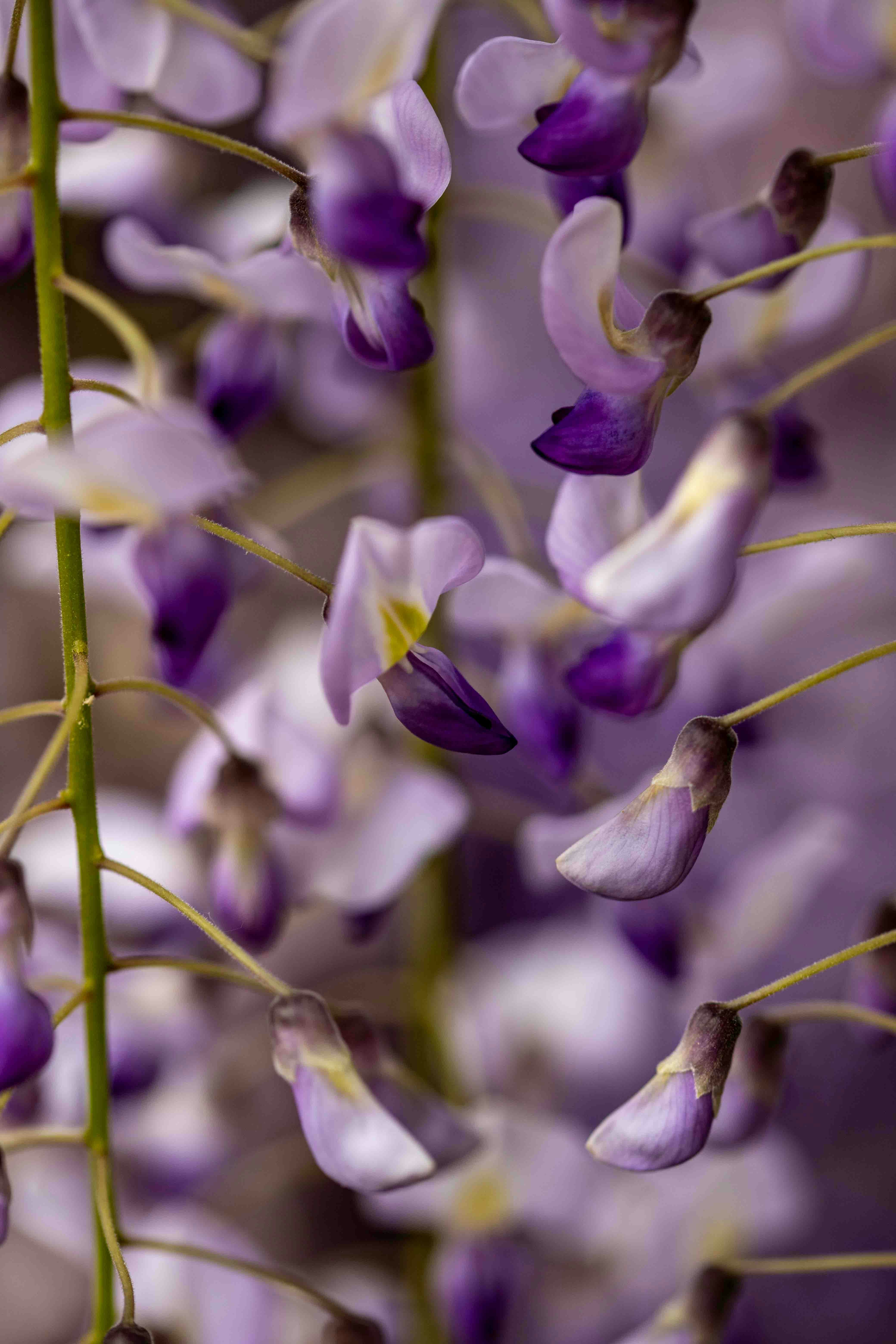 Violet Tangle: Cascading Blooms in Soft Focus