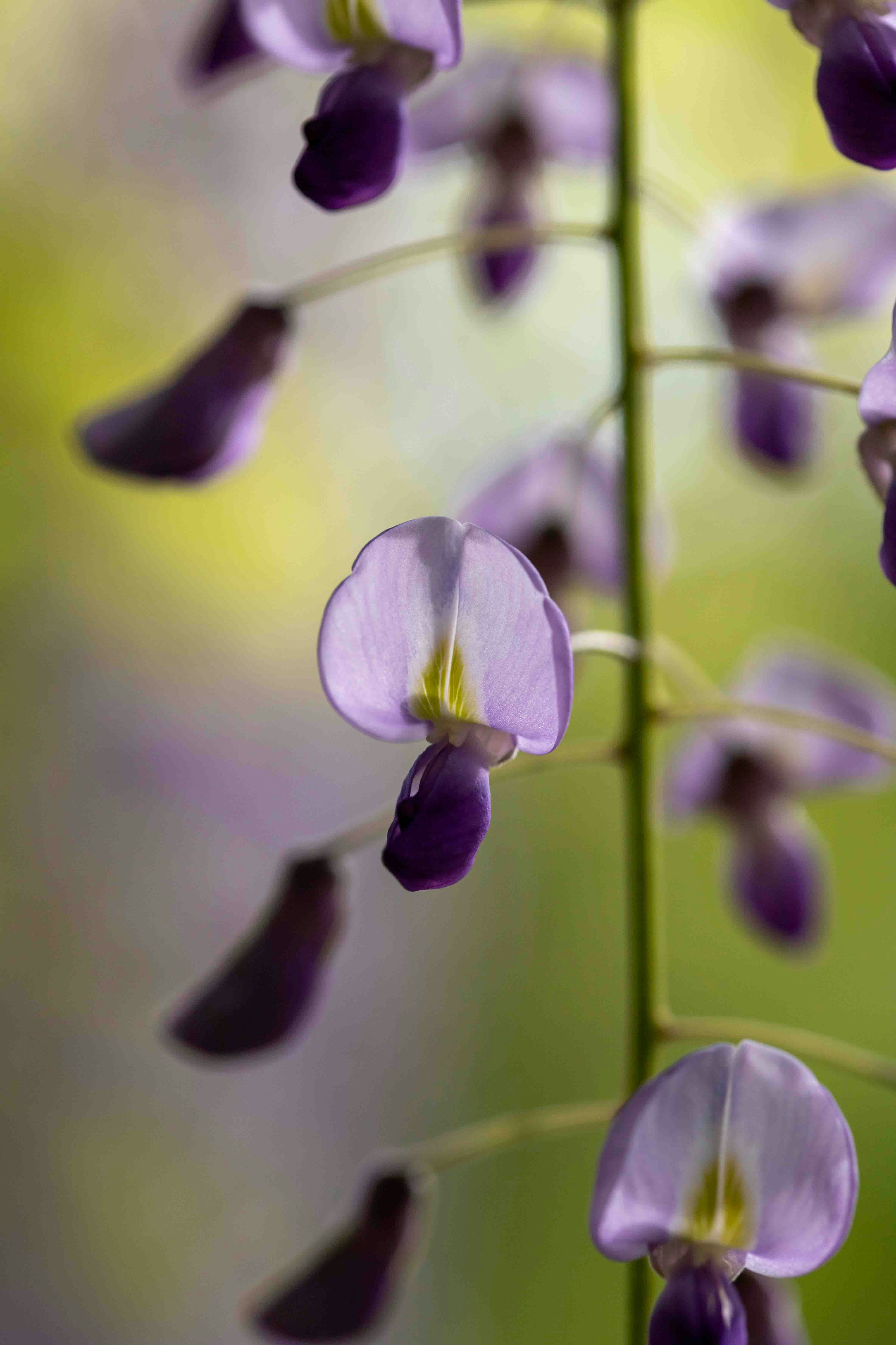 Lilac Bloom in Soft Focus: A Delicate Chain of Petals