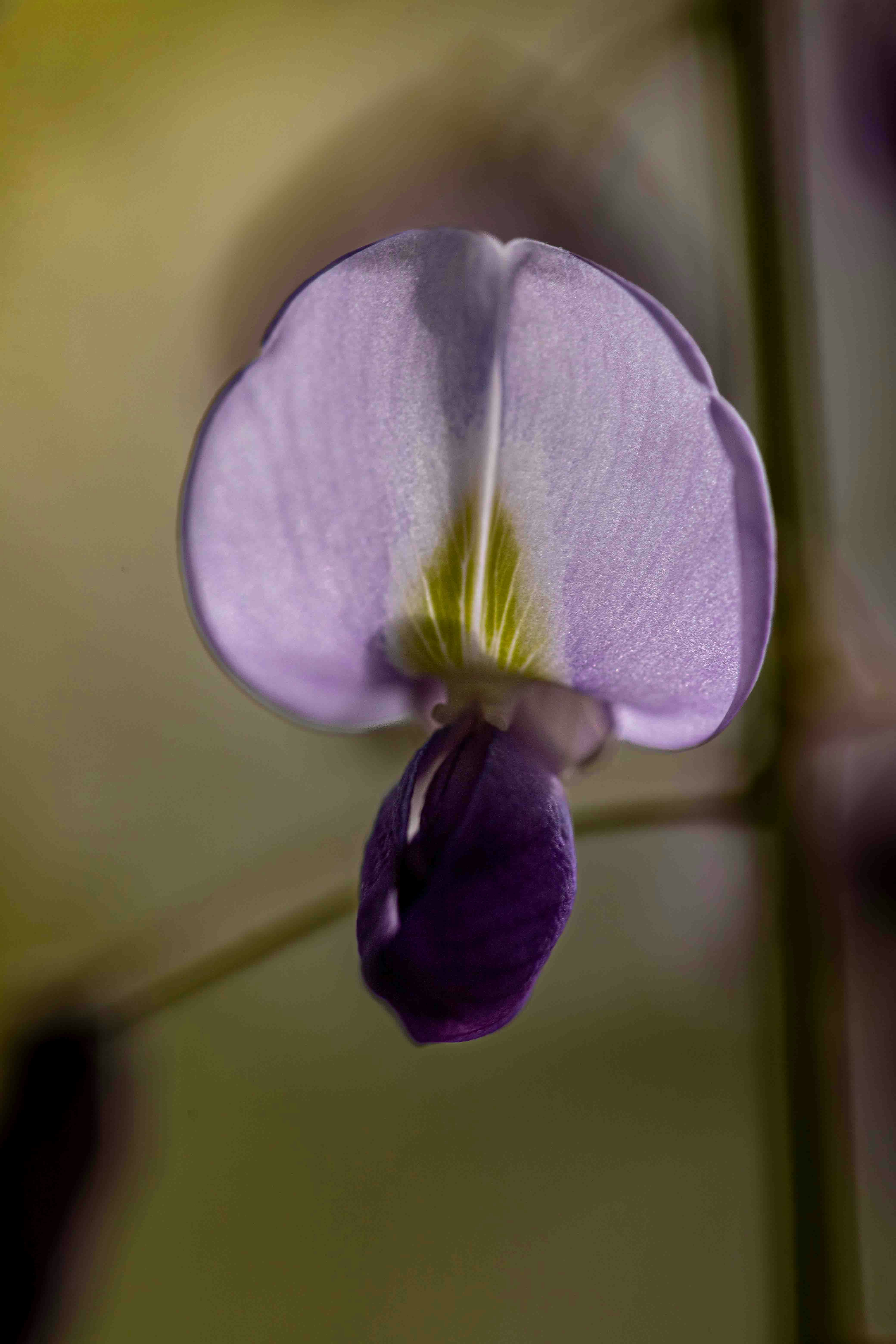 Lilac Whisper: Close-Up of a Delicate Orchid Bloom