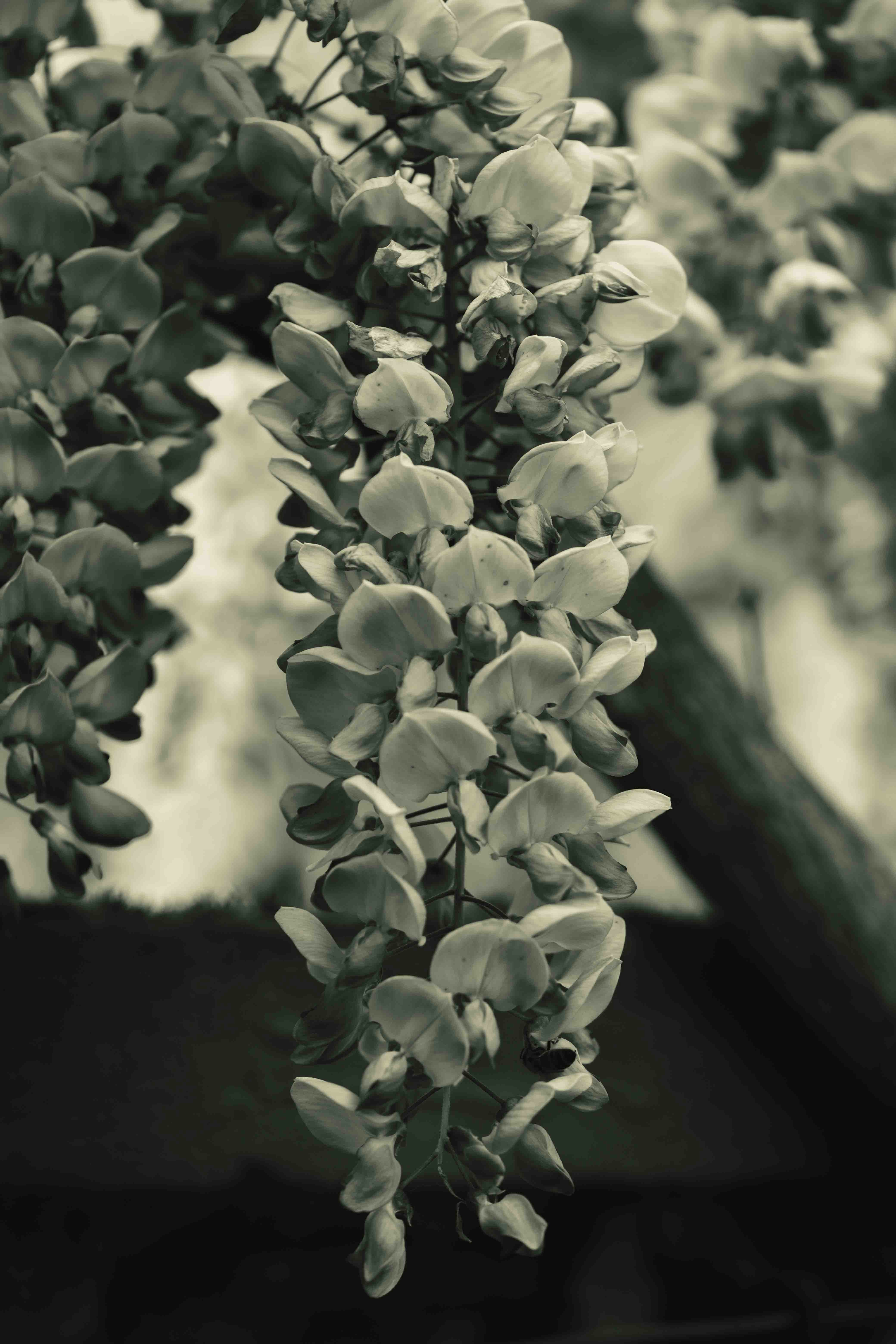 Cascade of Wisteria: A Quiet Monochrome Moment