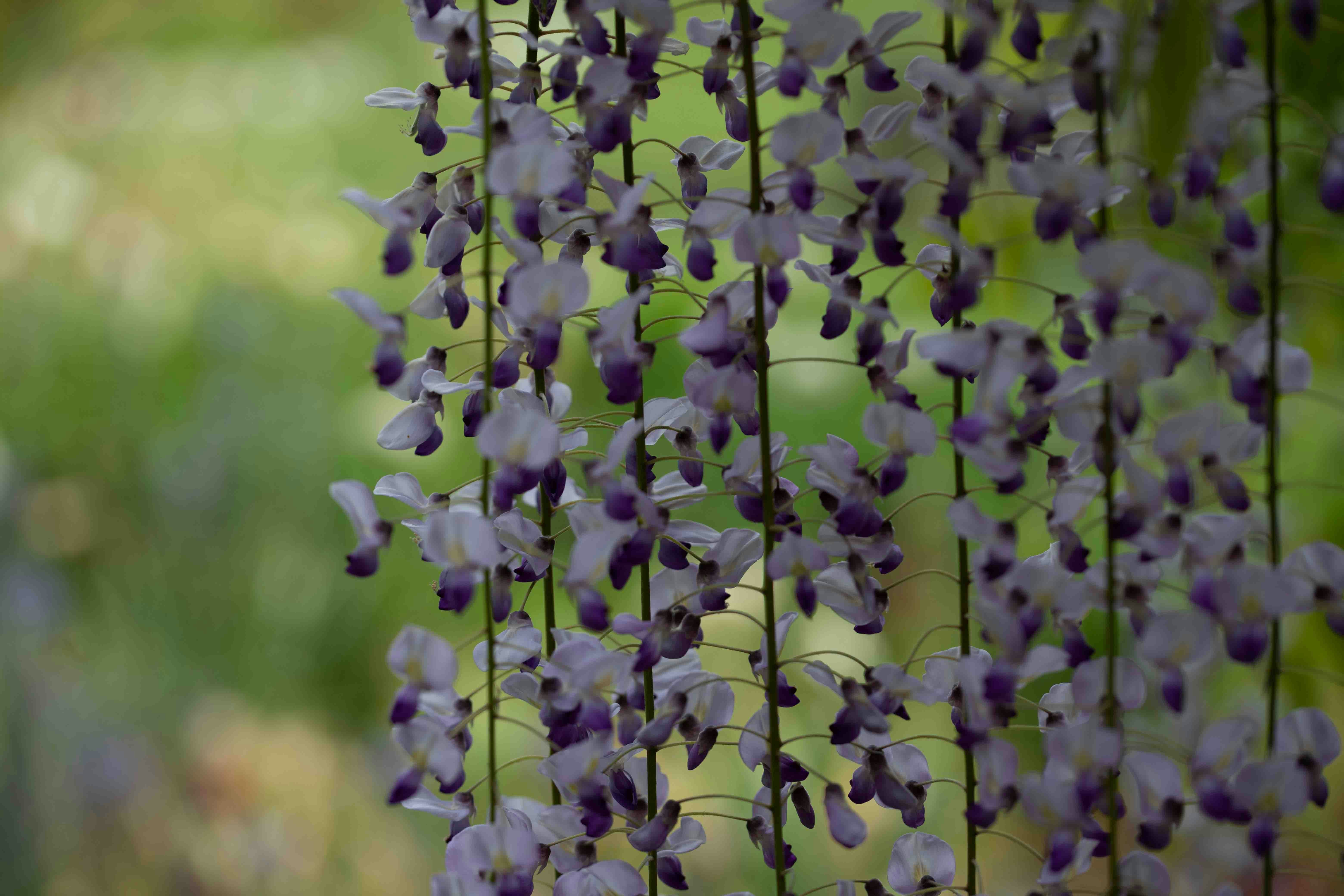 Purple cascade: hanging blossoms in soft spring light