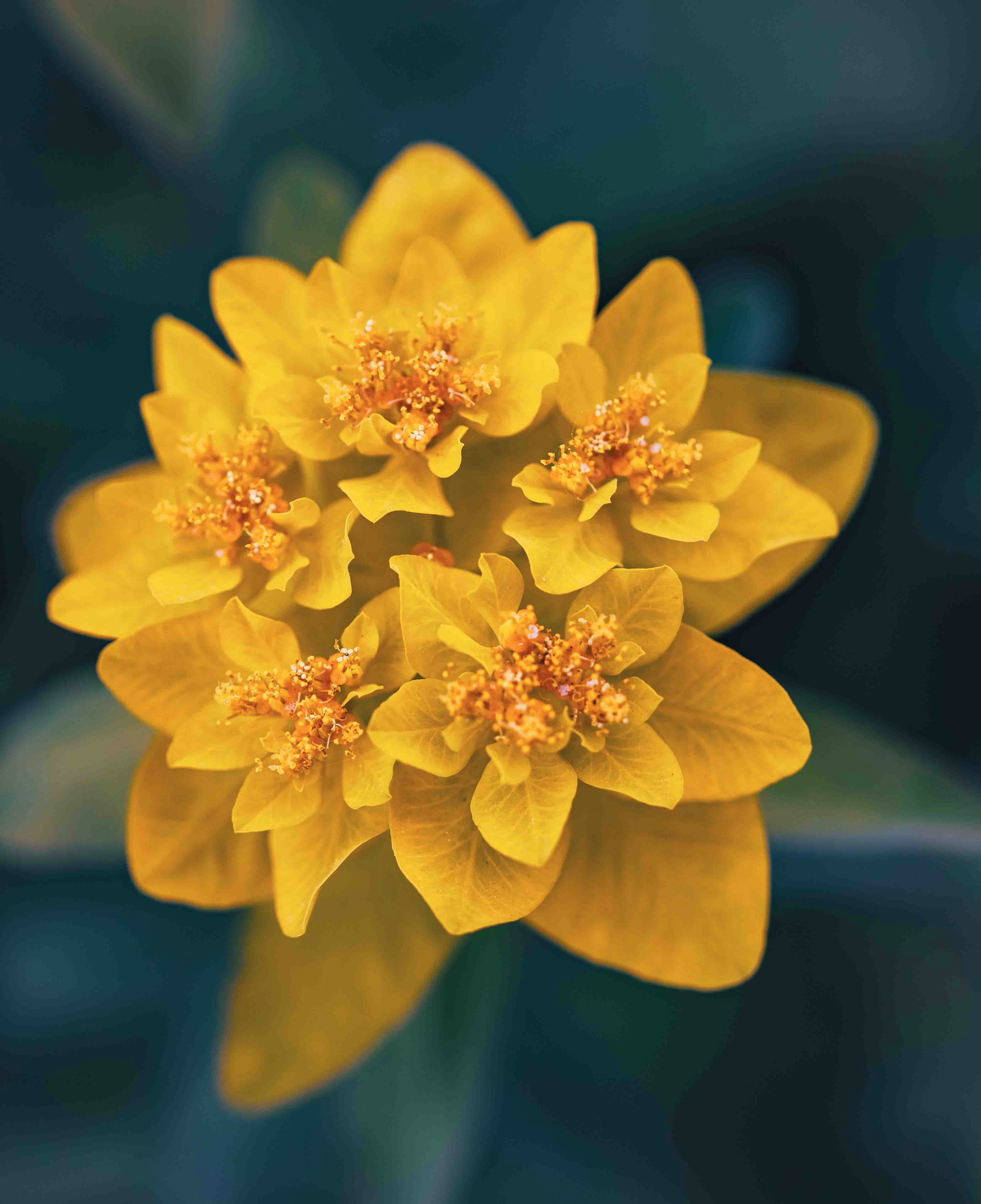Golden Core: A Cluster of Sunlit Blossoms in Soft Focus