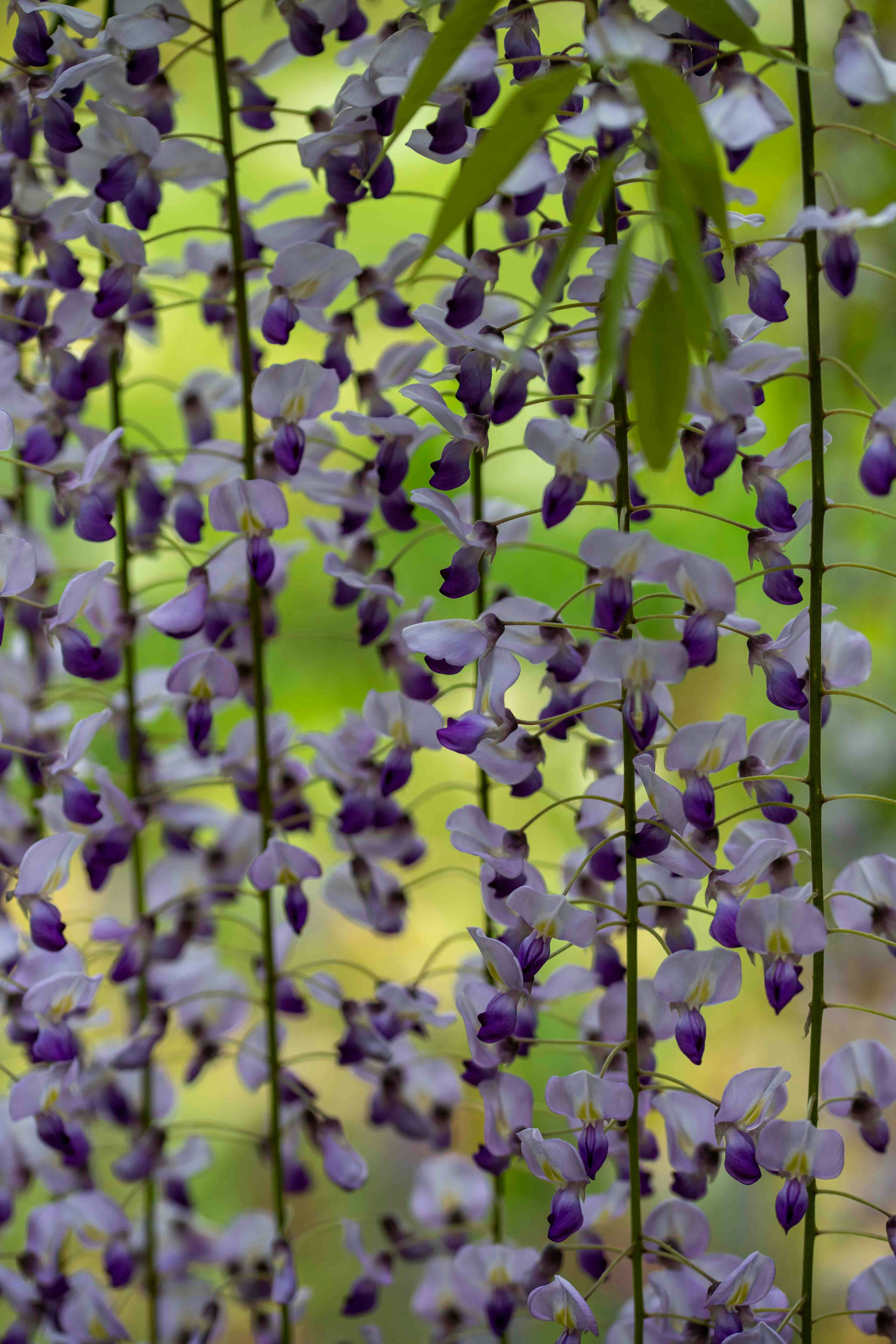 Purple Cascade: Wisteria Threads in a Sunlit Garden