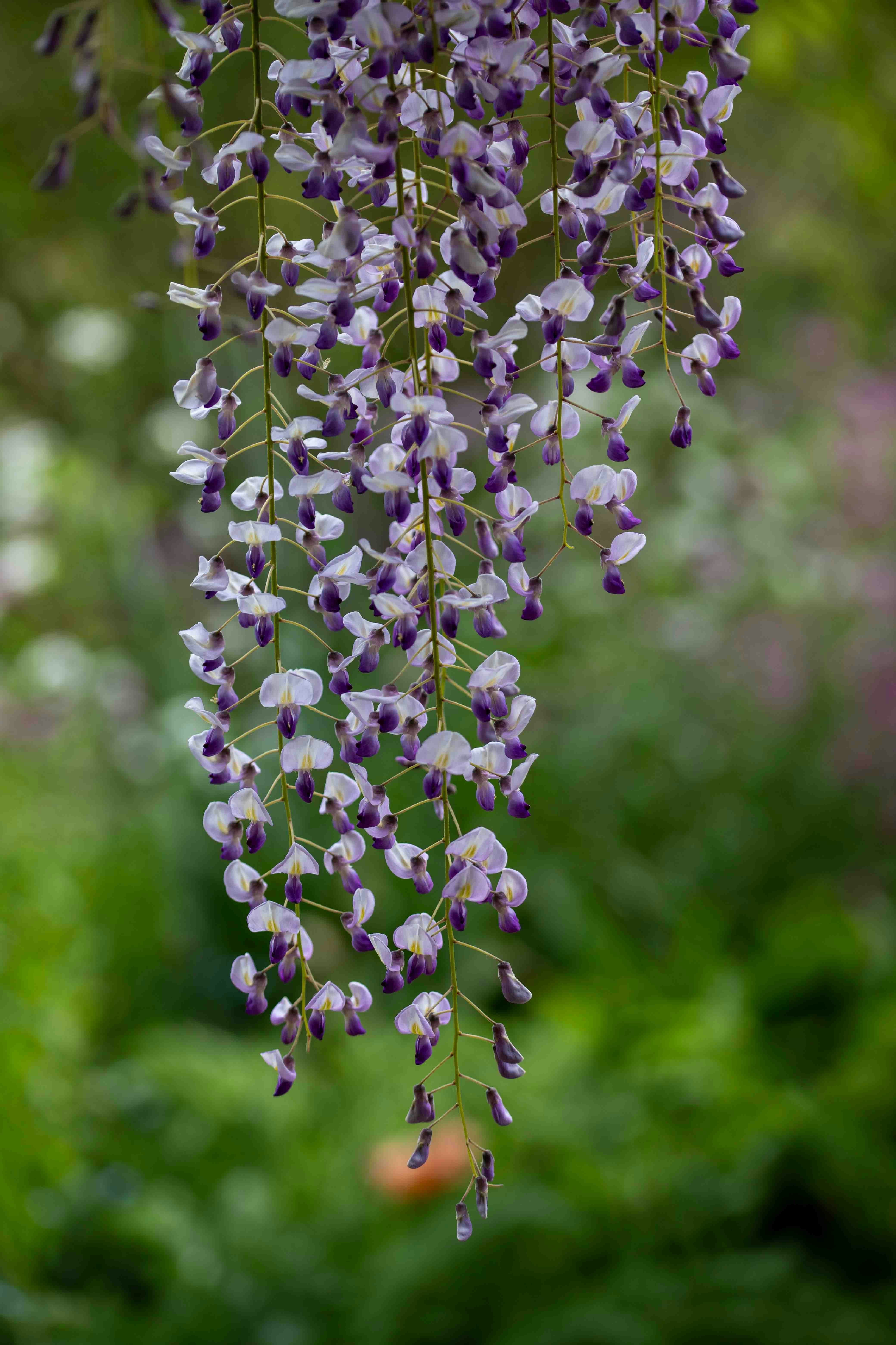 Dangling Lavender Blossoms in a Quiet Garden