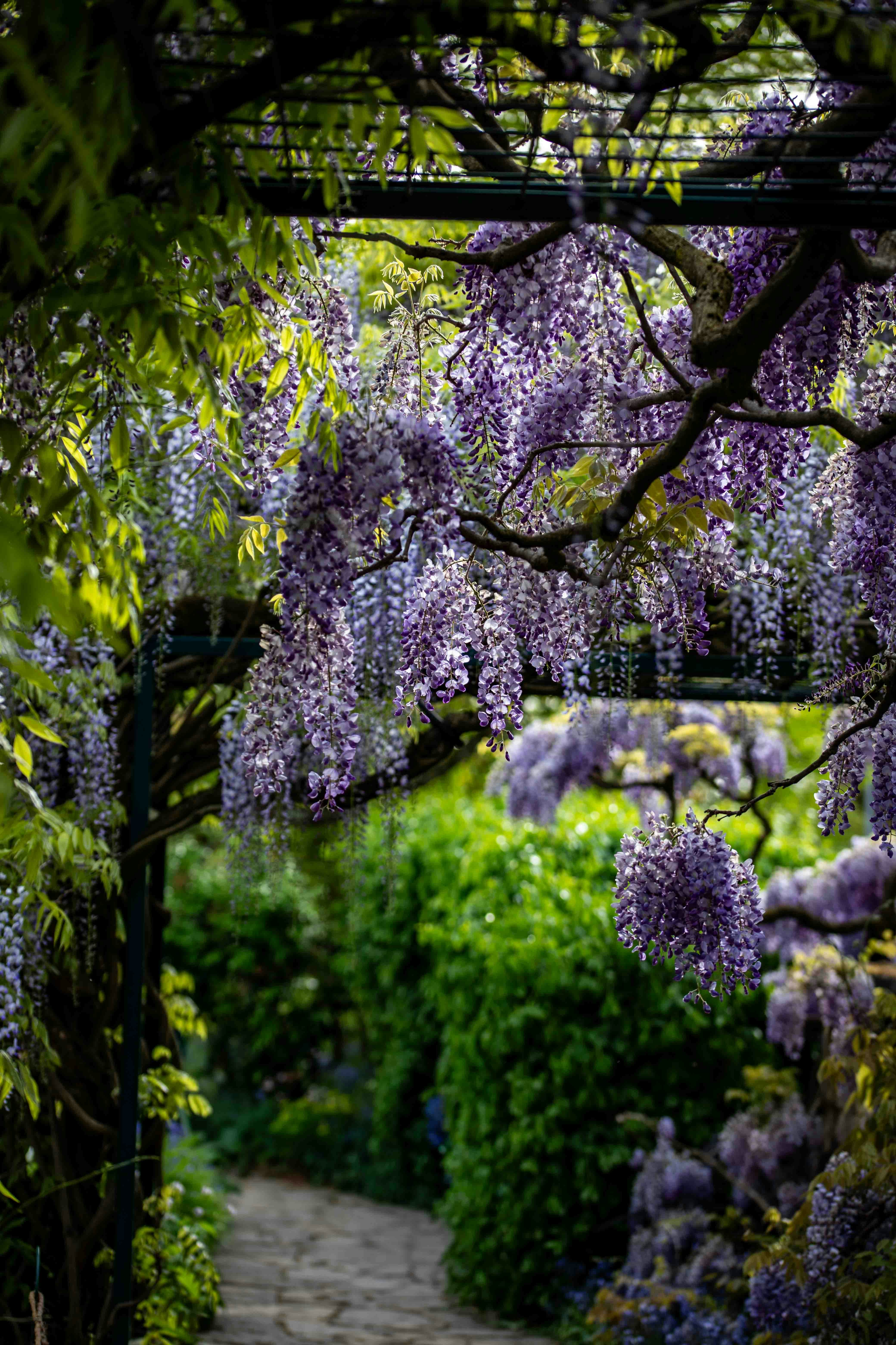 Wisteria Arbor in Emerald Path