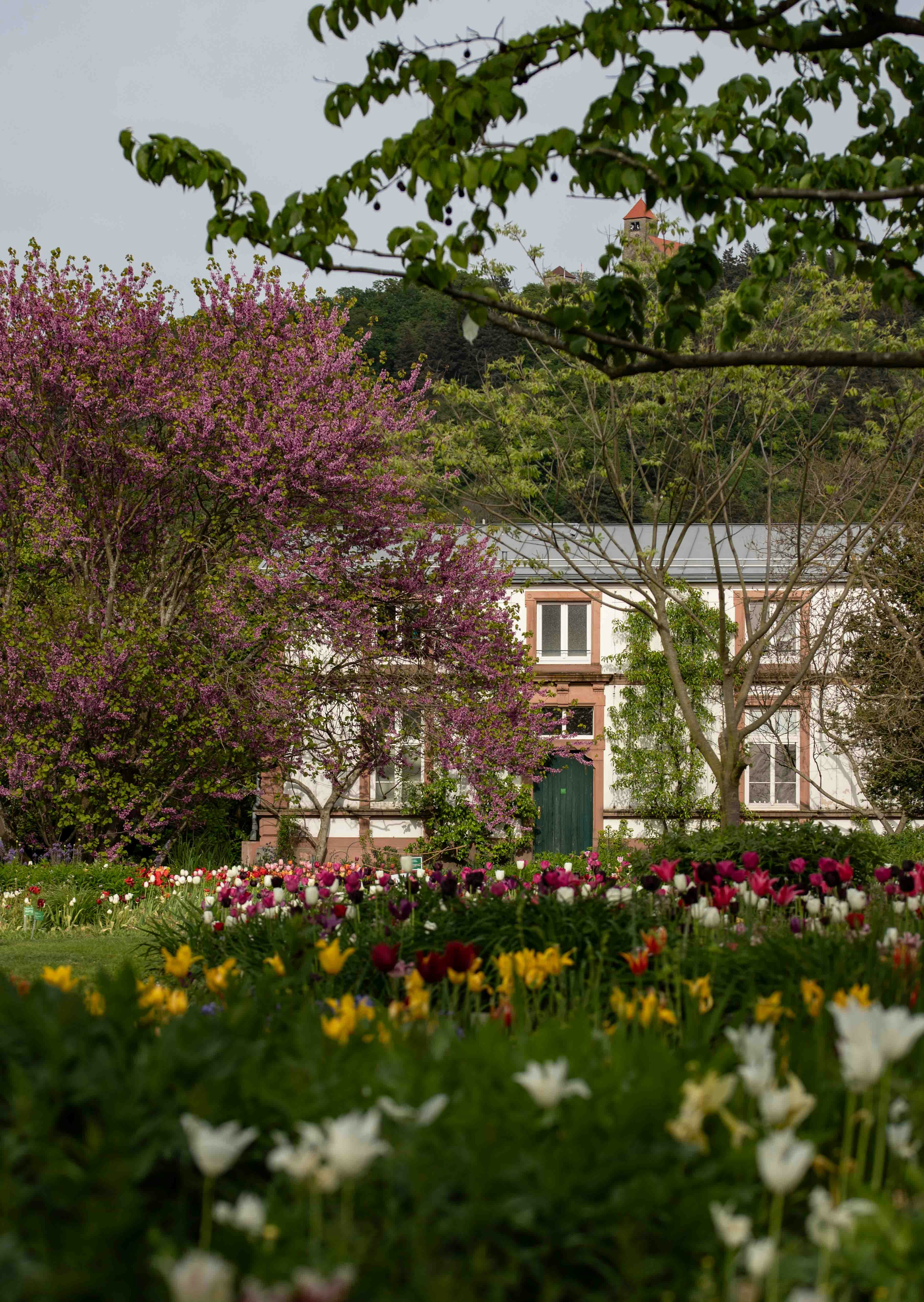 Garden in Bloom Before the Cottage