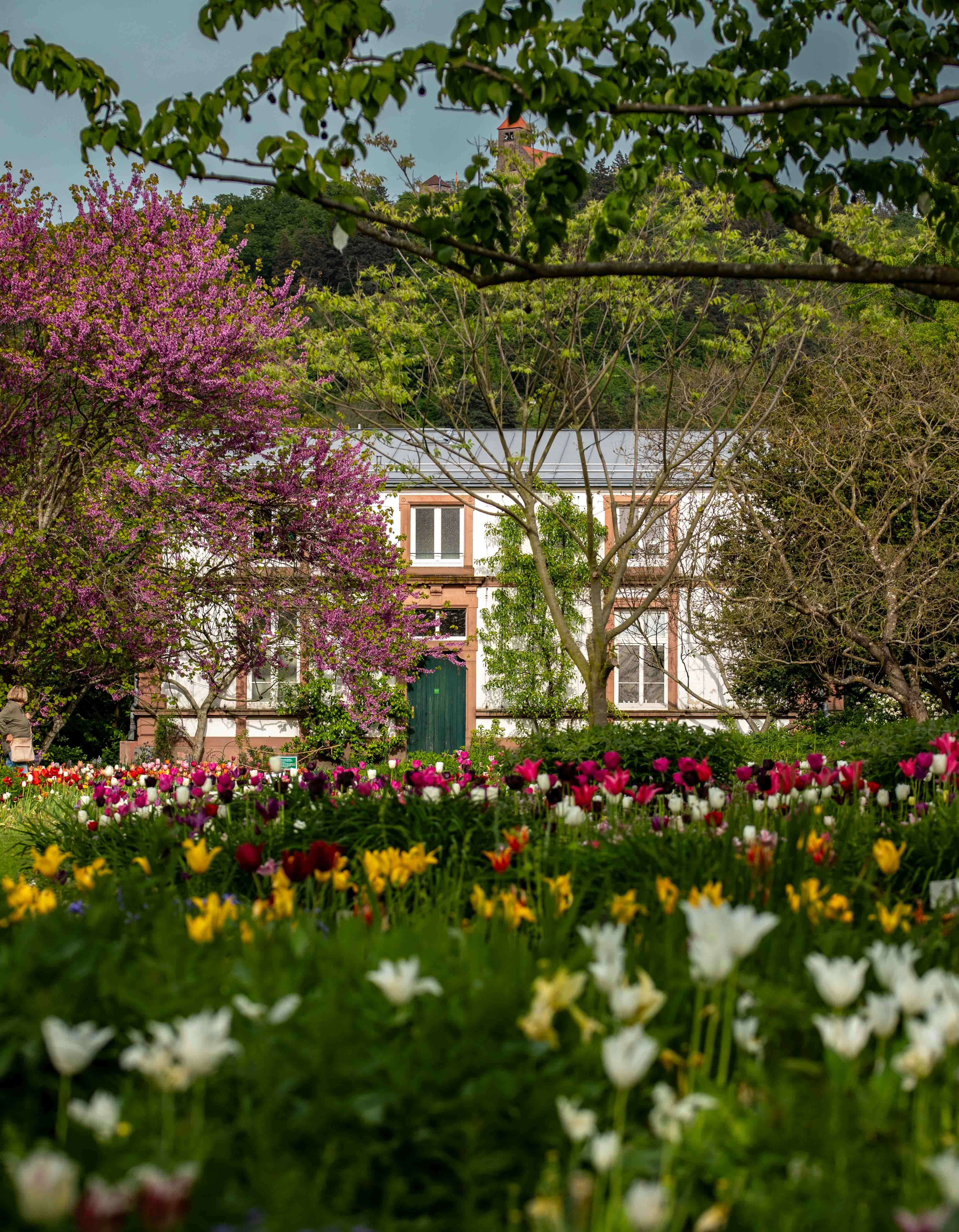 Springhouse Garden: A Tulip Meadow Framing a doorstep Cottage