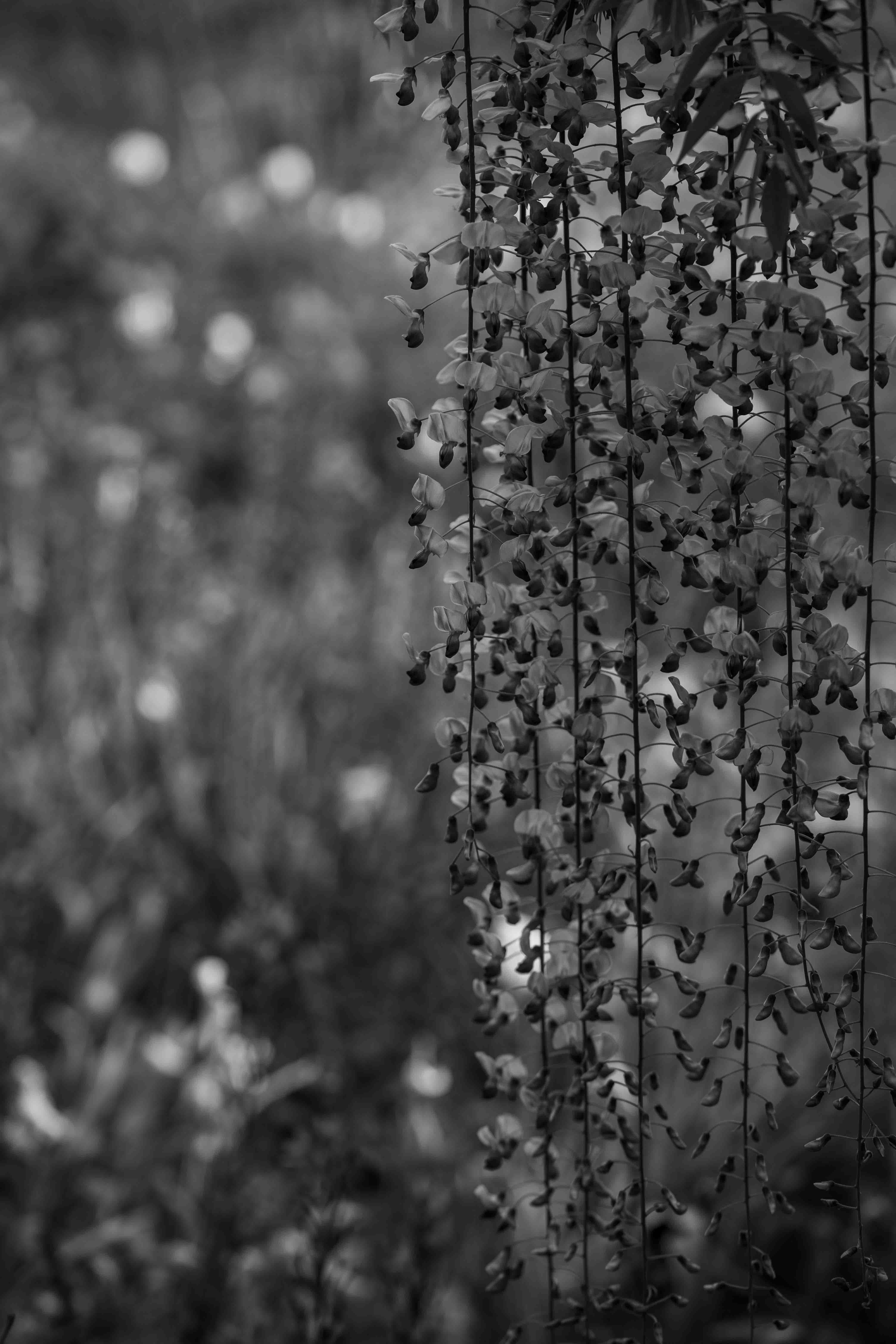 Trailing Vine Curtain in Soft Foliage