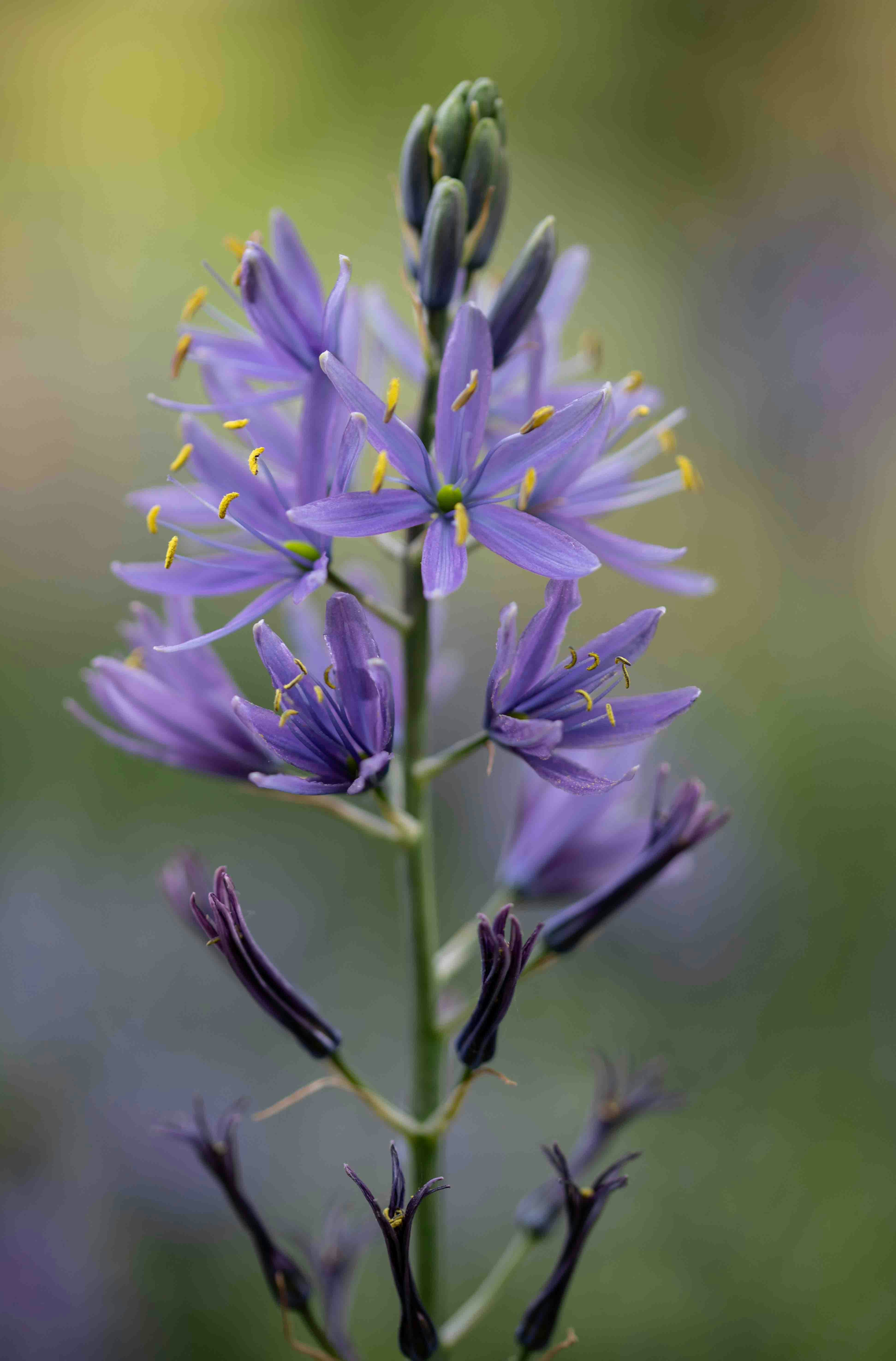 Purple Bloom Axis: A Close-Up of Lavender-Blue Petals and Gold-Thread Stamens
