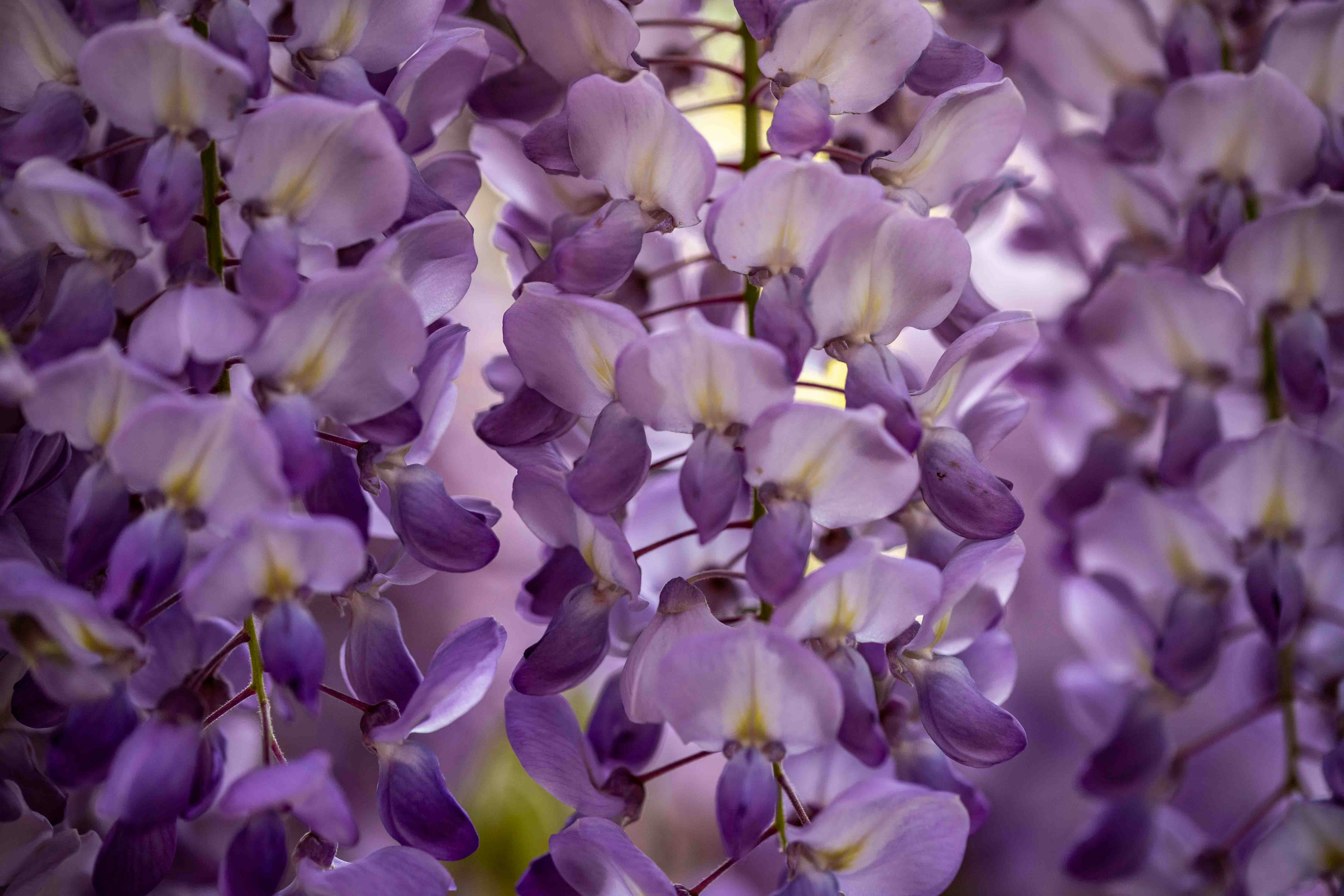 Cascade of Lavender Hues: A Close-Up of Wisteria Petals