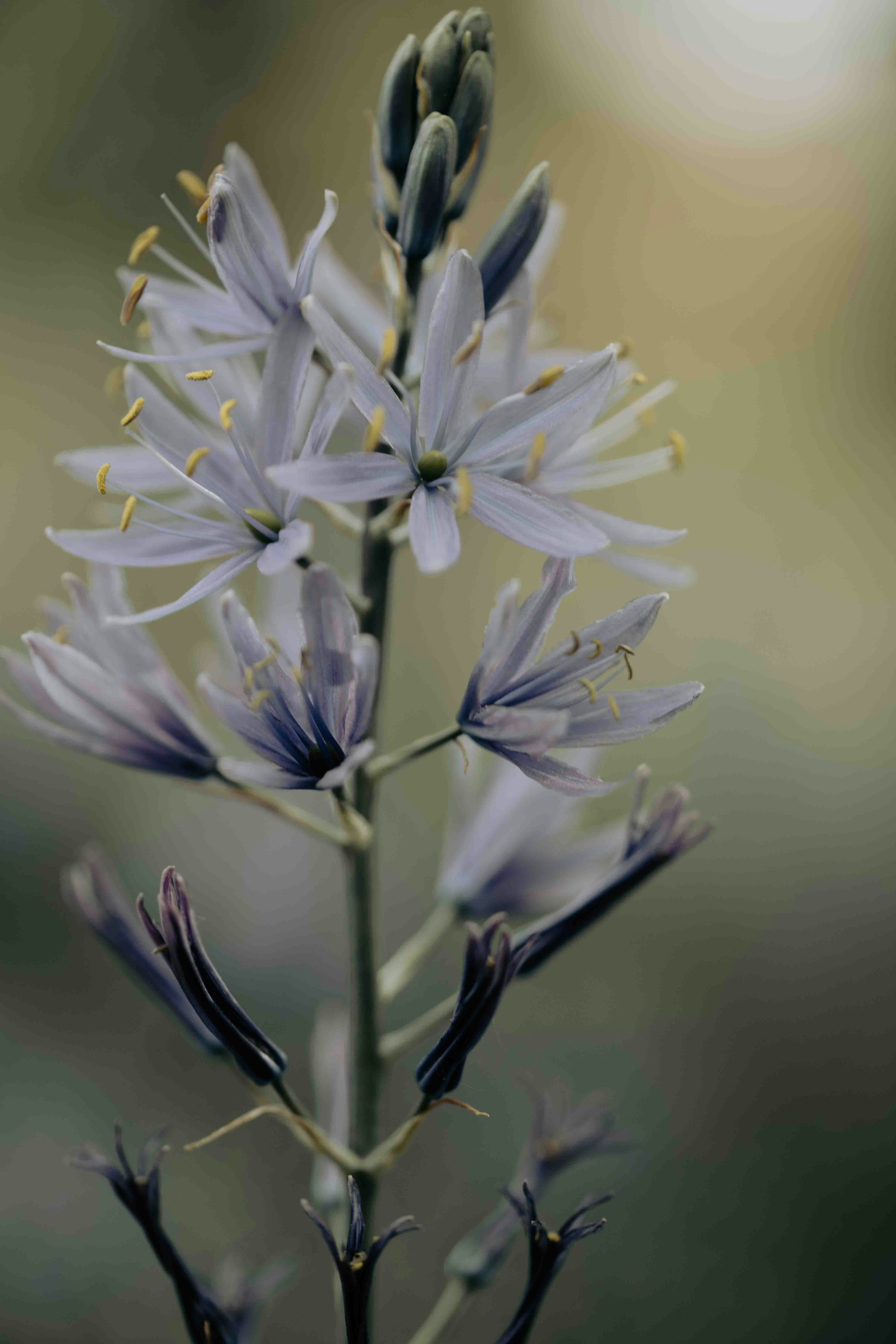 Lilac Bloom in Soft Focus