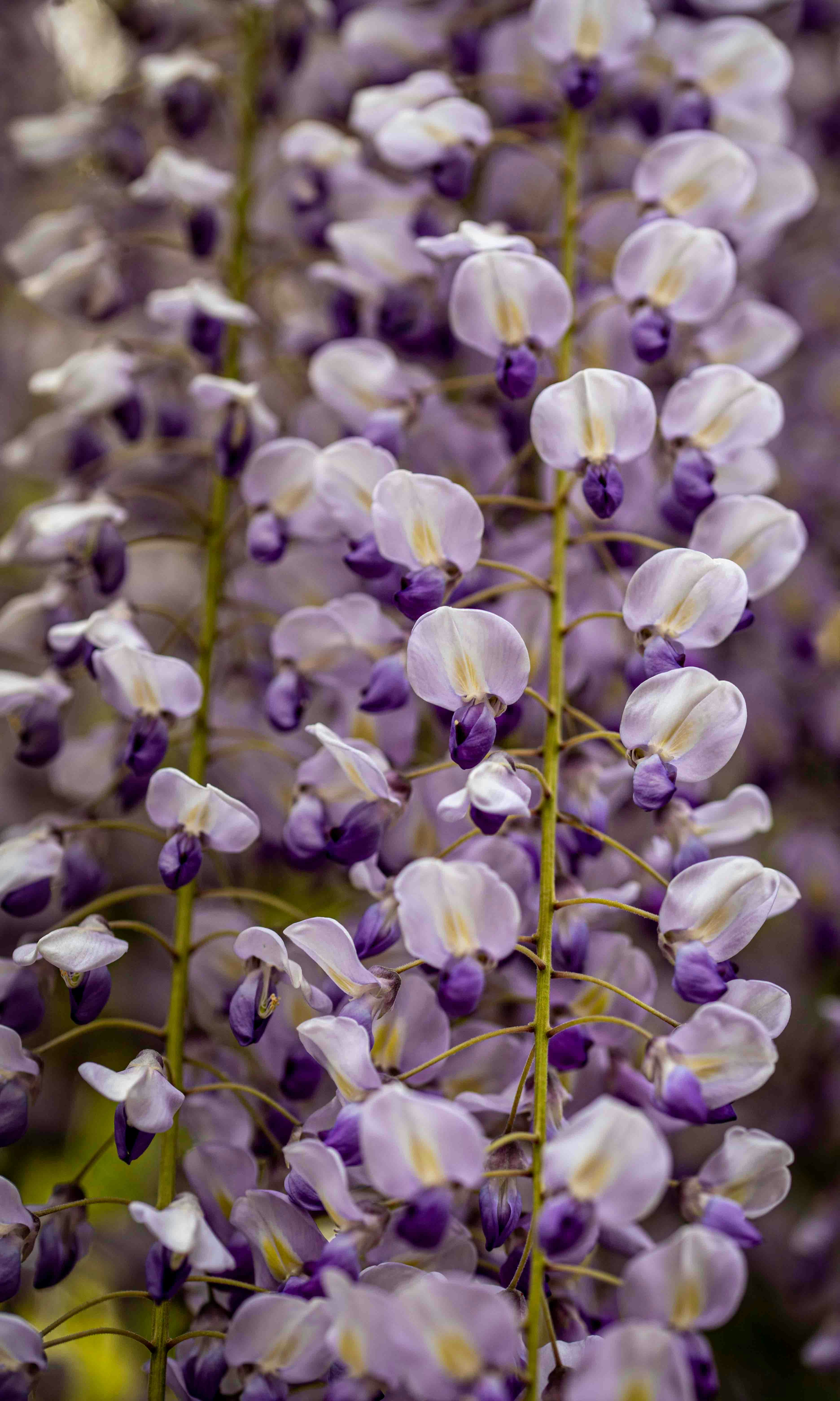 Whispers of Lavender Blooms: A Cascade of Purple Panels