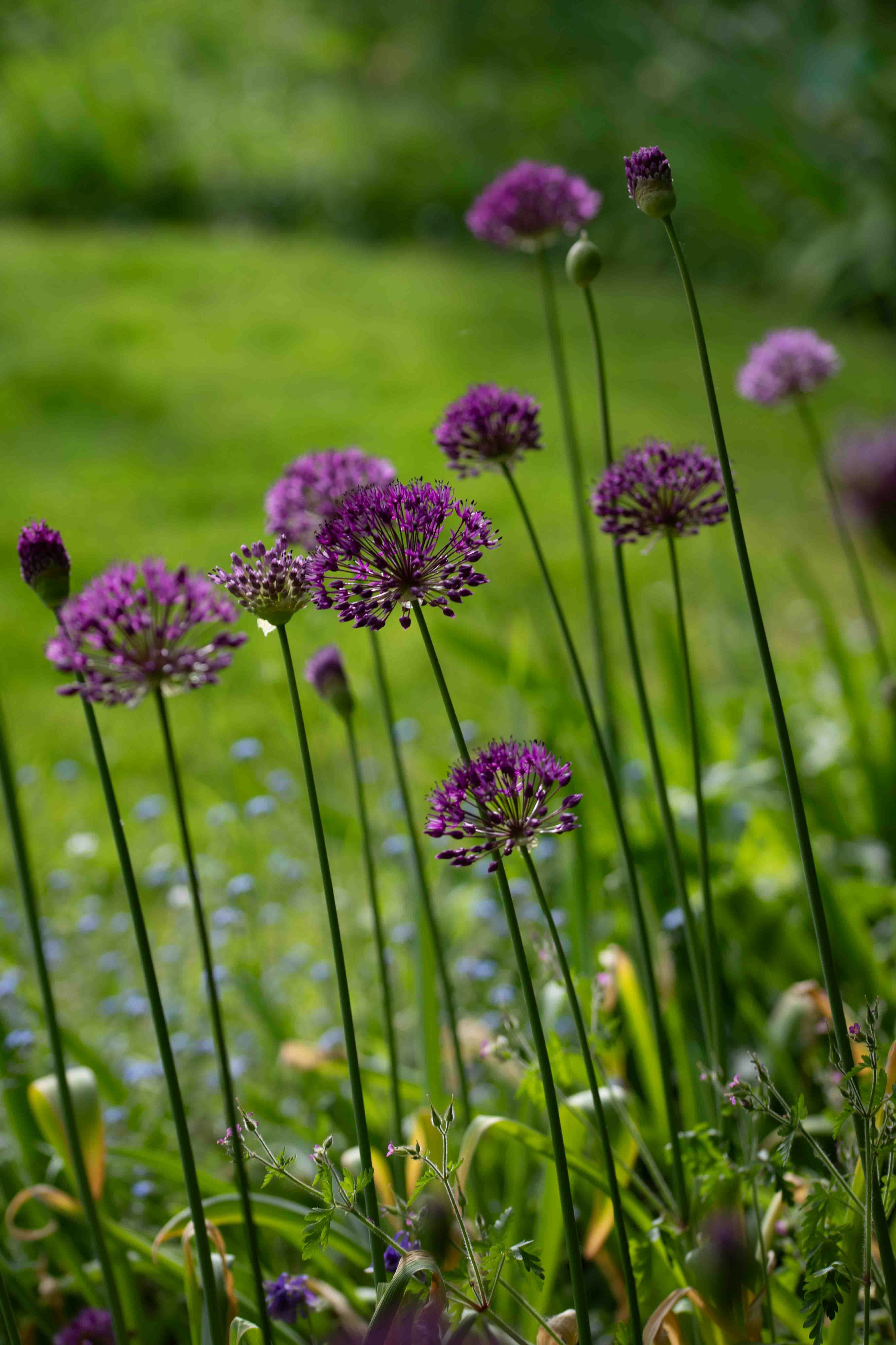 Purple Alliums Reaching for the Sun in a Quiet Meadow