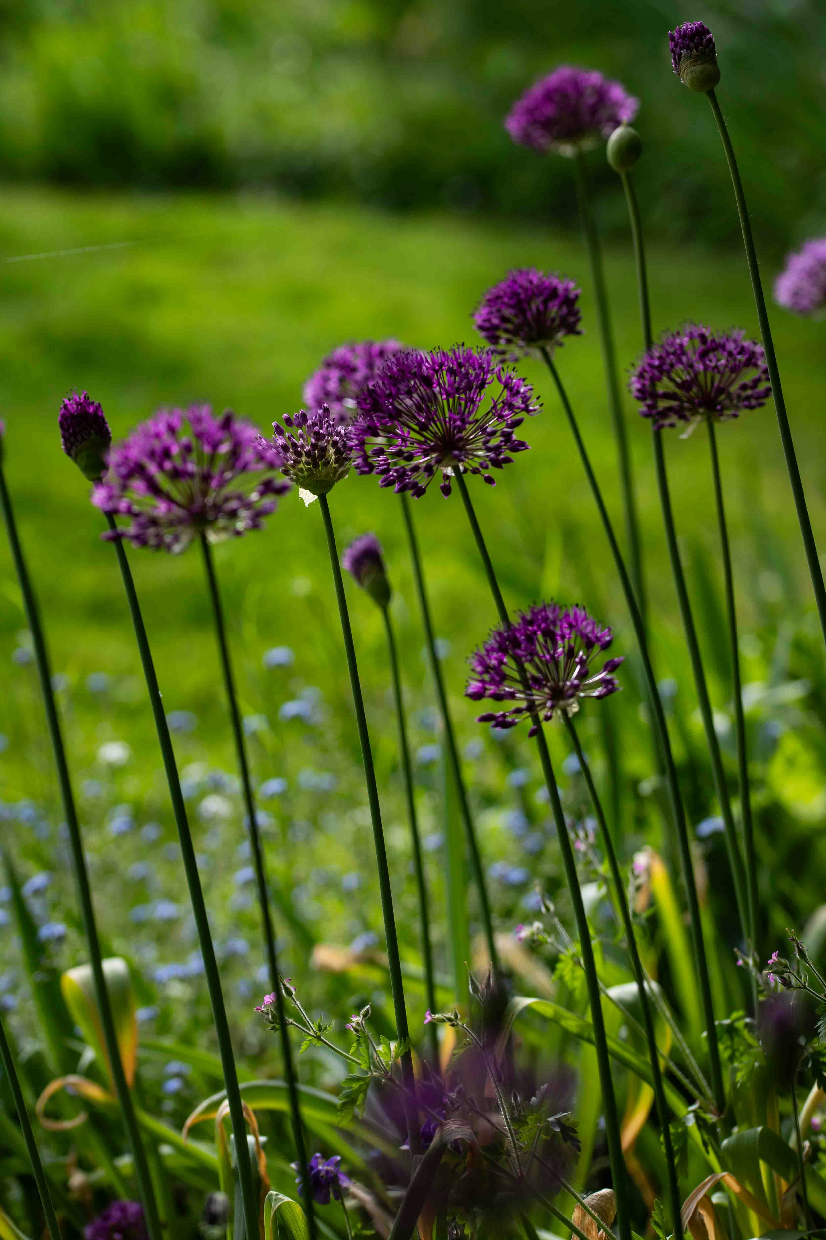 Purple Alliums Reaching for the Sun in a Lush Meadow