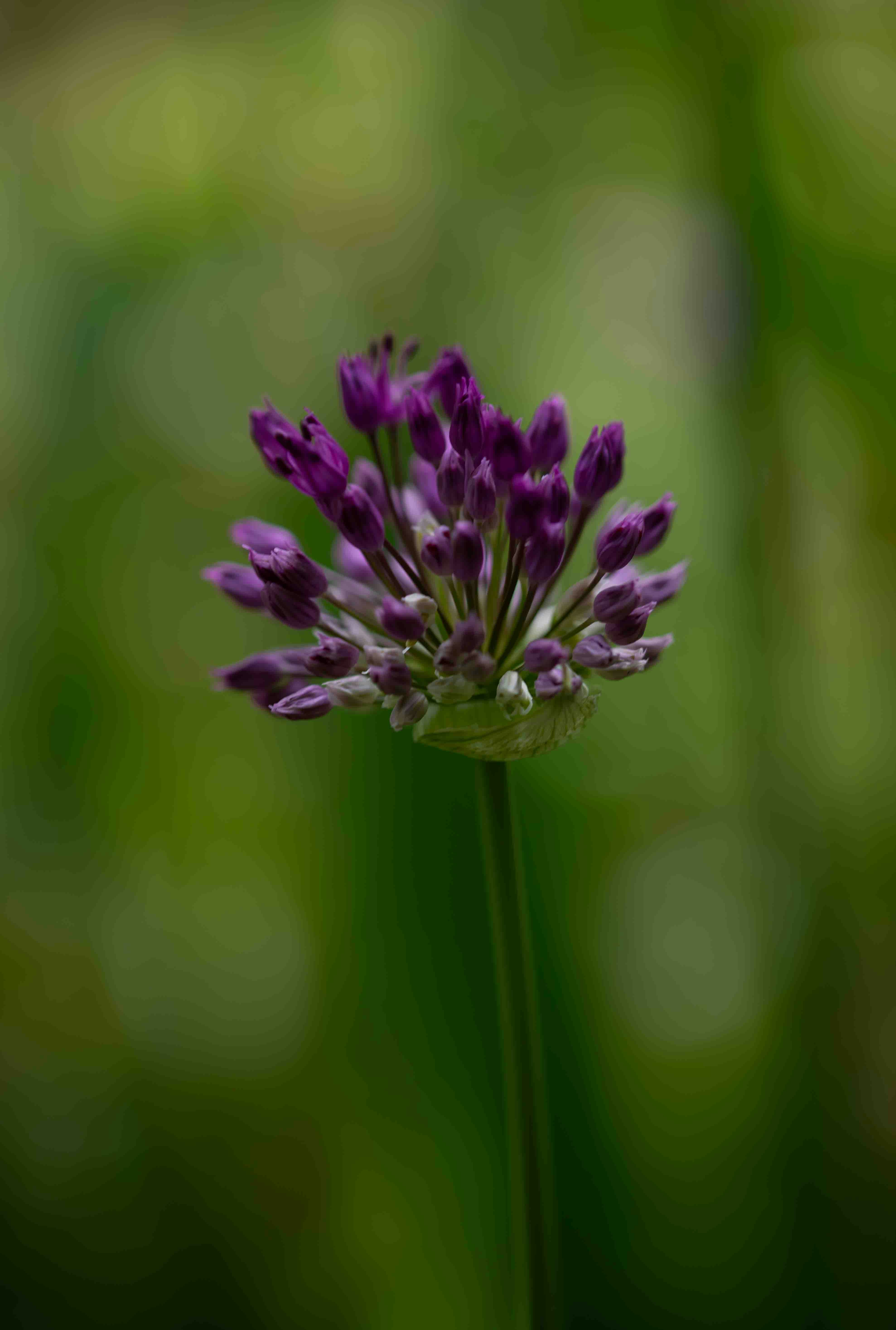 Purple Coronets: A Delicate Bloom Rising from a Green Sea